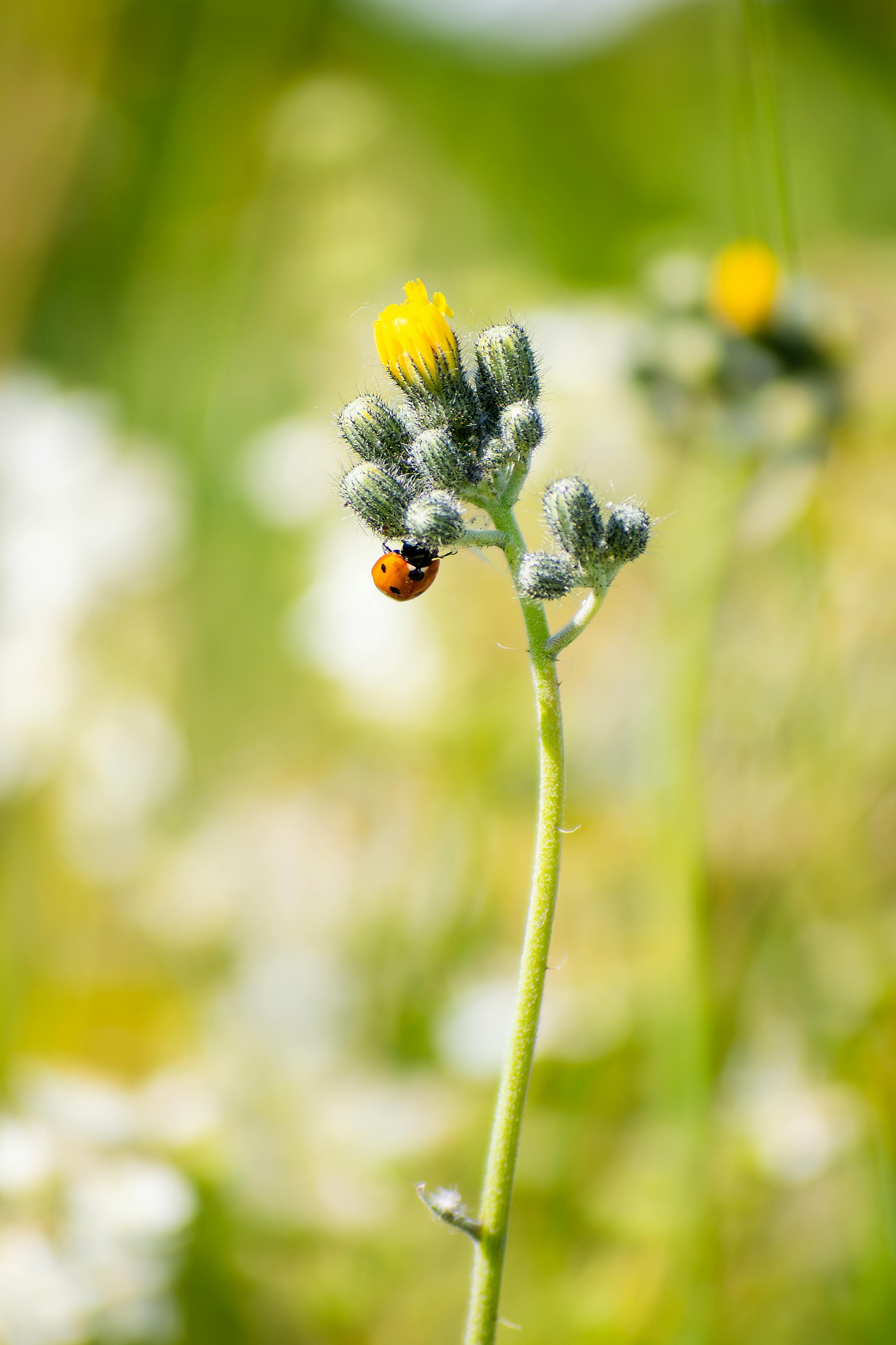 Close-Up of Ladybug on Wildflower Stem · Free Stock Photo