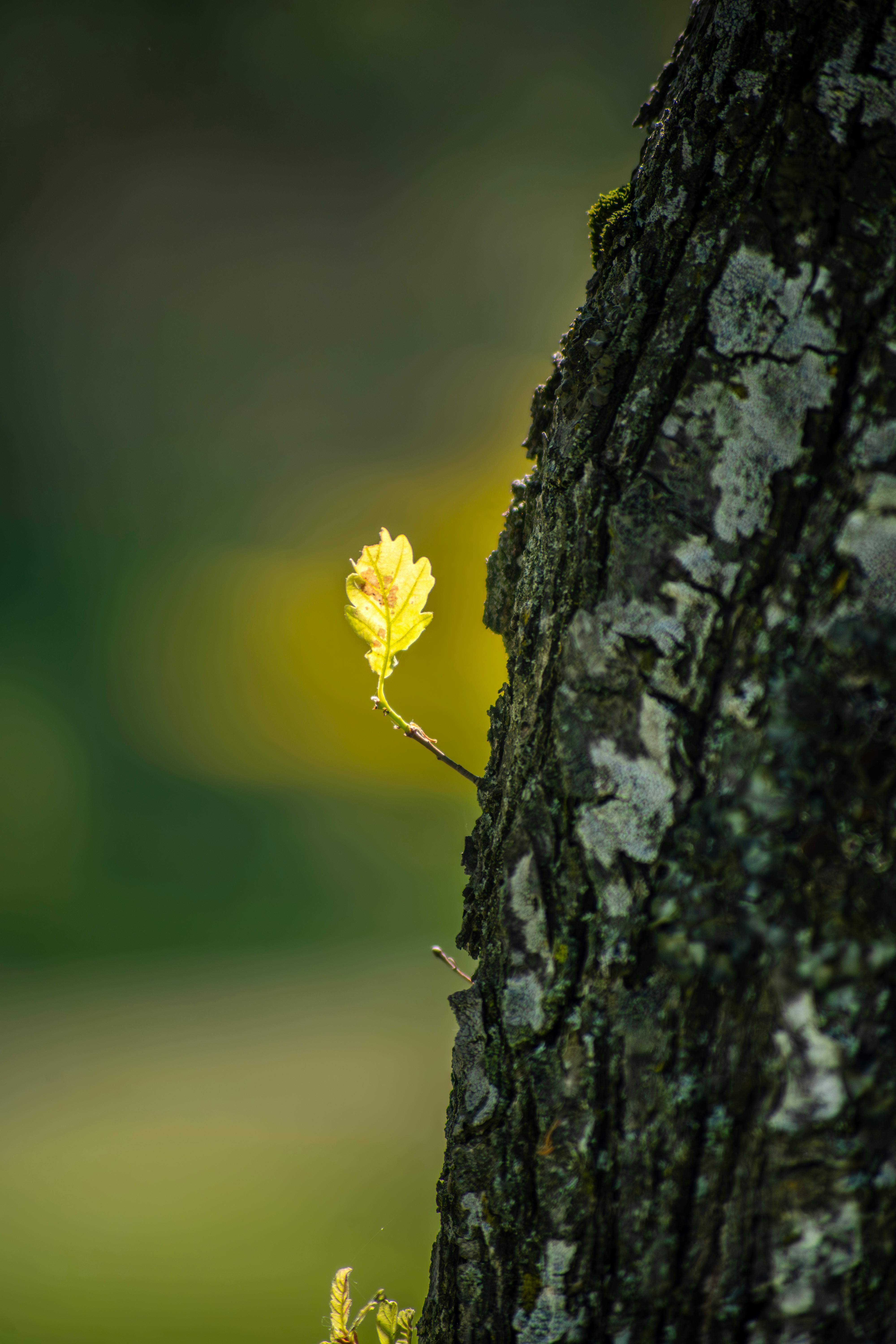 Tree Texture Photos, Download The BEST Free Tree Texture Stock Photos ...