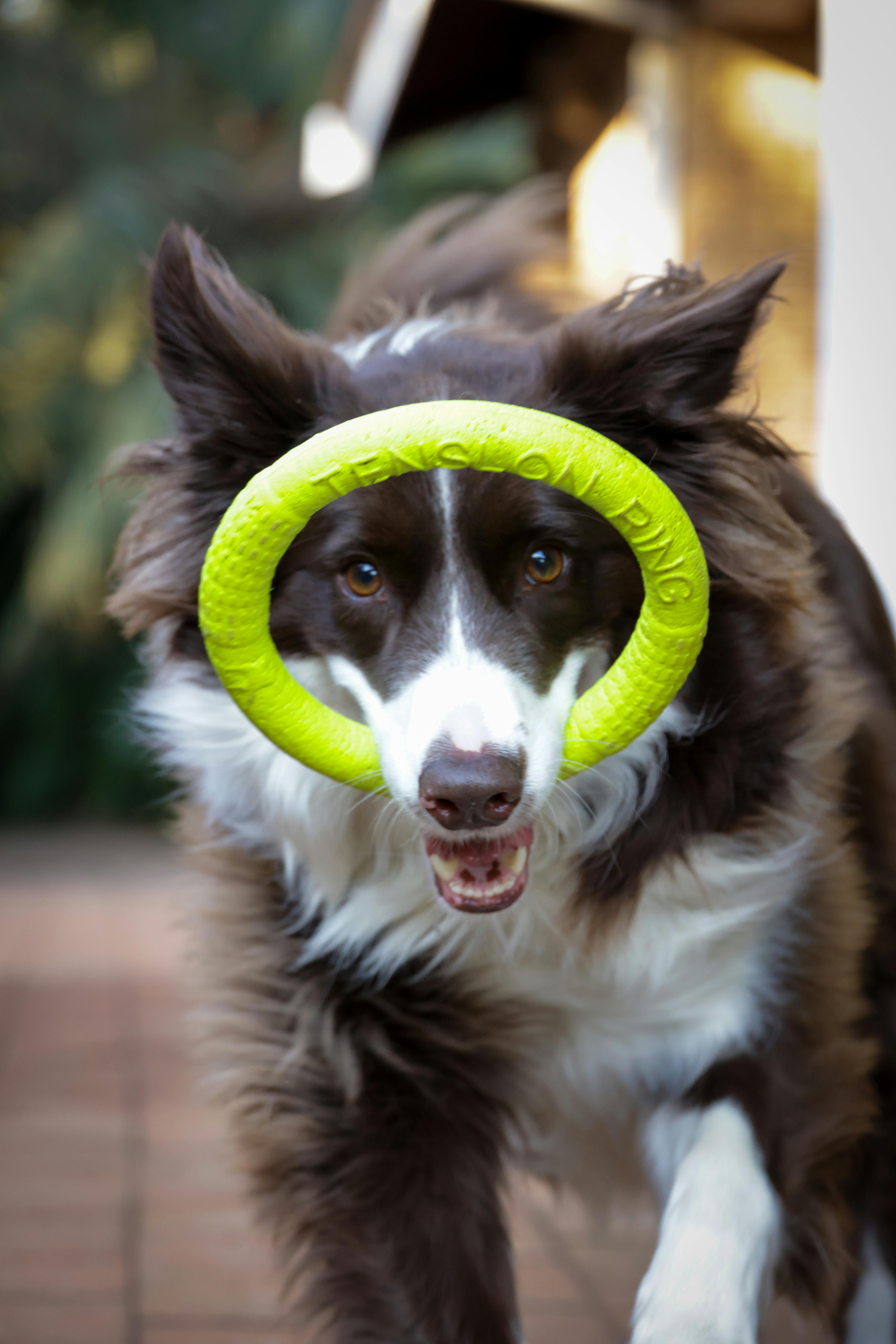 Playful Border Collie with Yellow Ring Toy Outdoors · Free Stock Photo