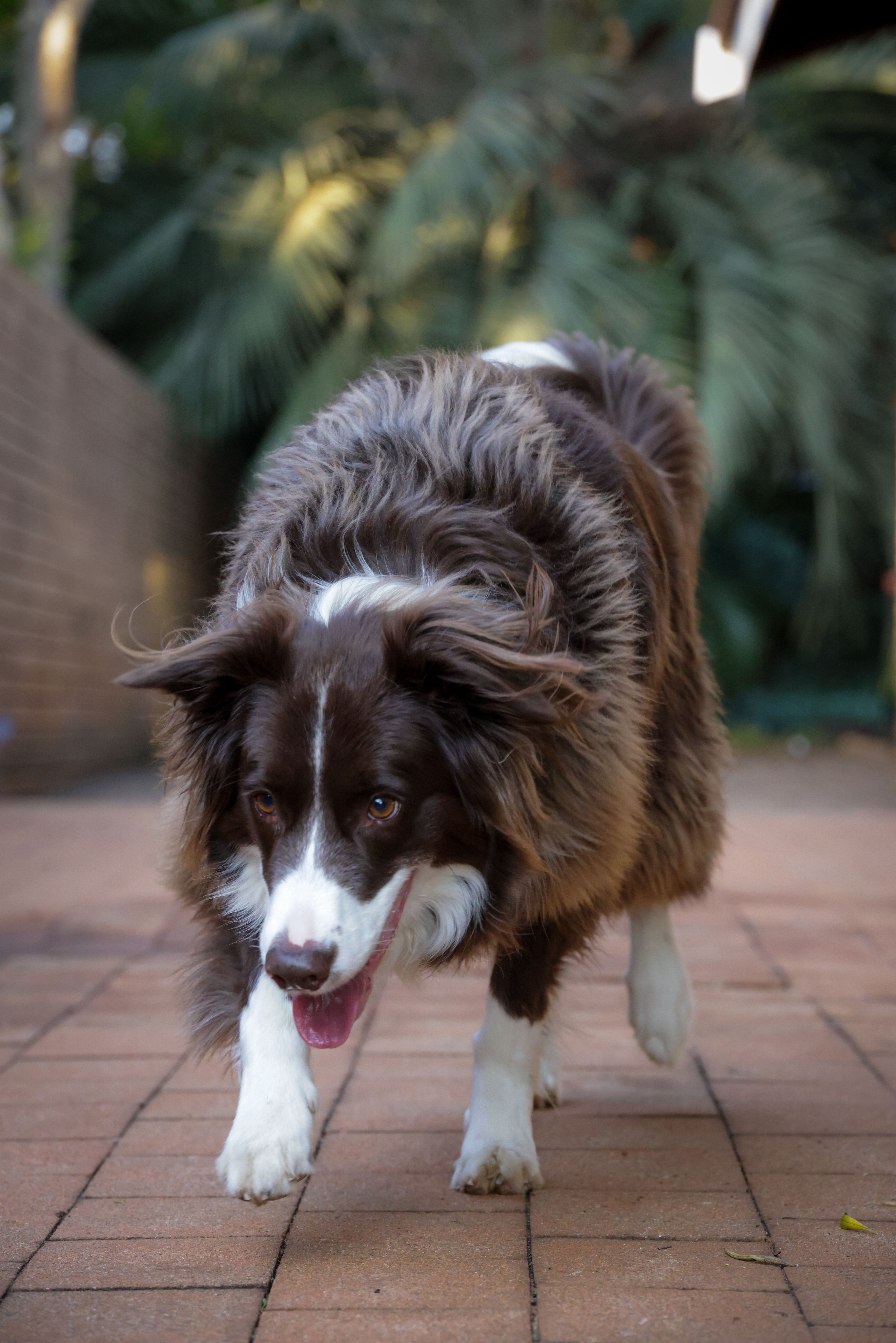 Energetic Border Collie Dog Outdoors · Free Stock Photo