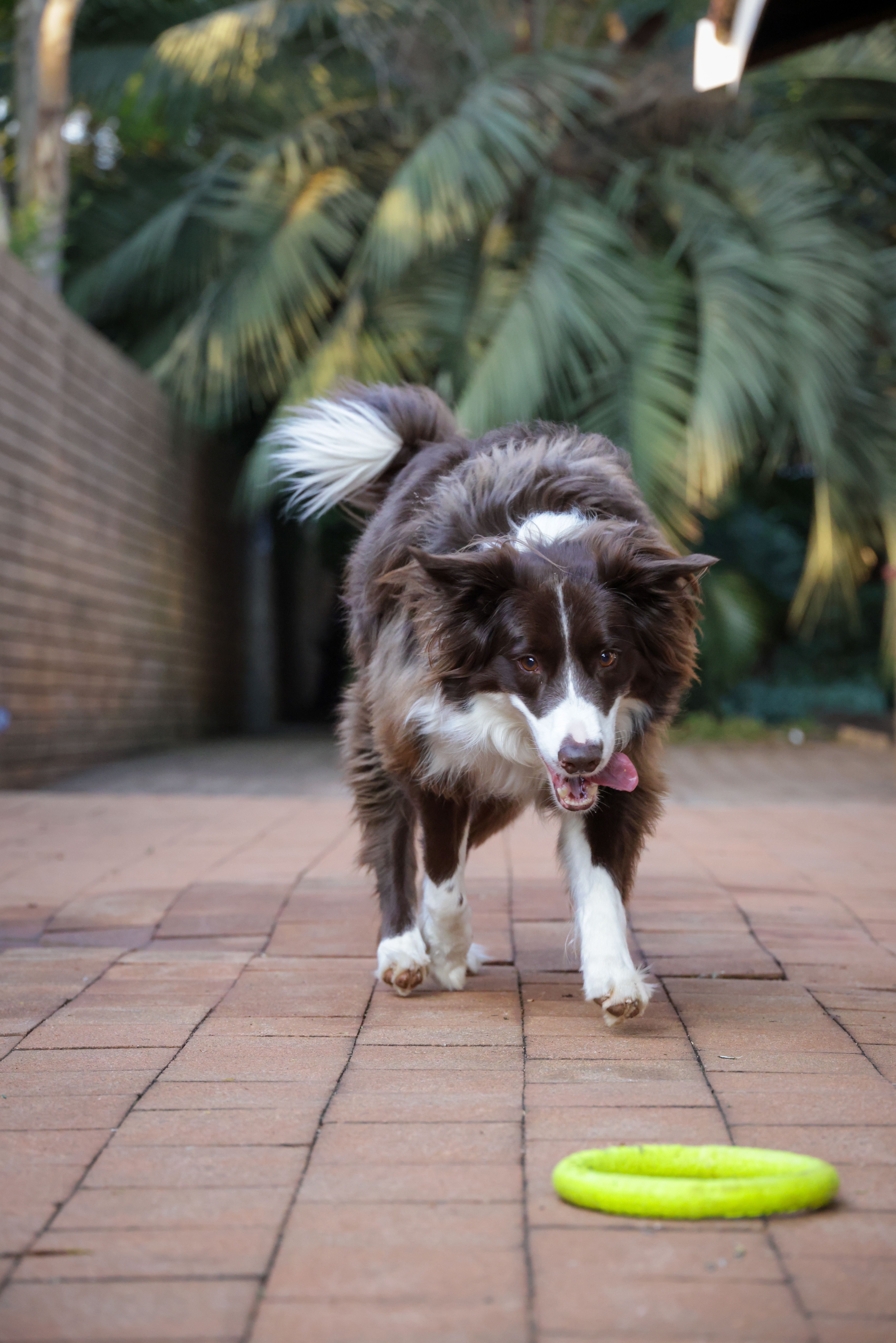 Collie Dog Running Photos, Download The BEST Free Collie Dog Running ...