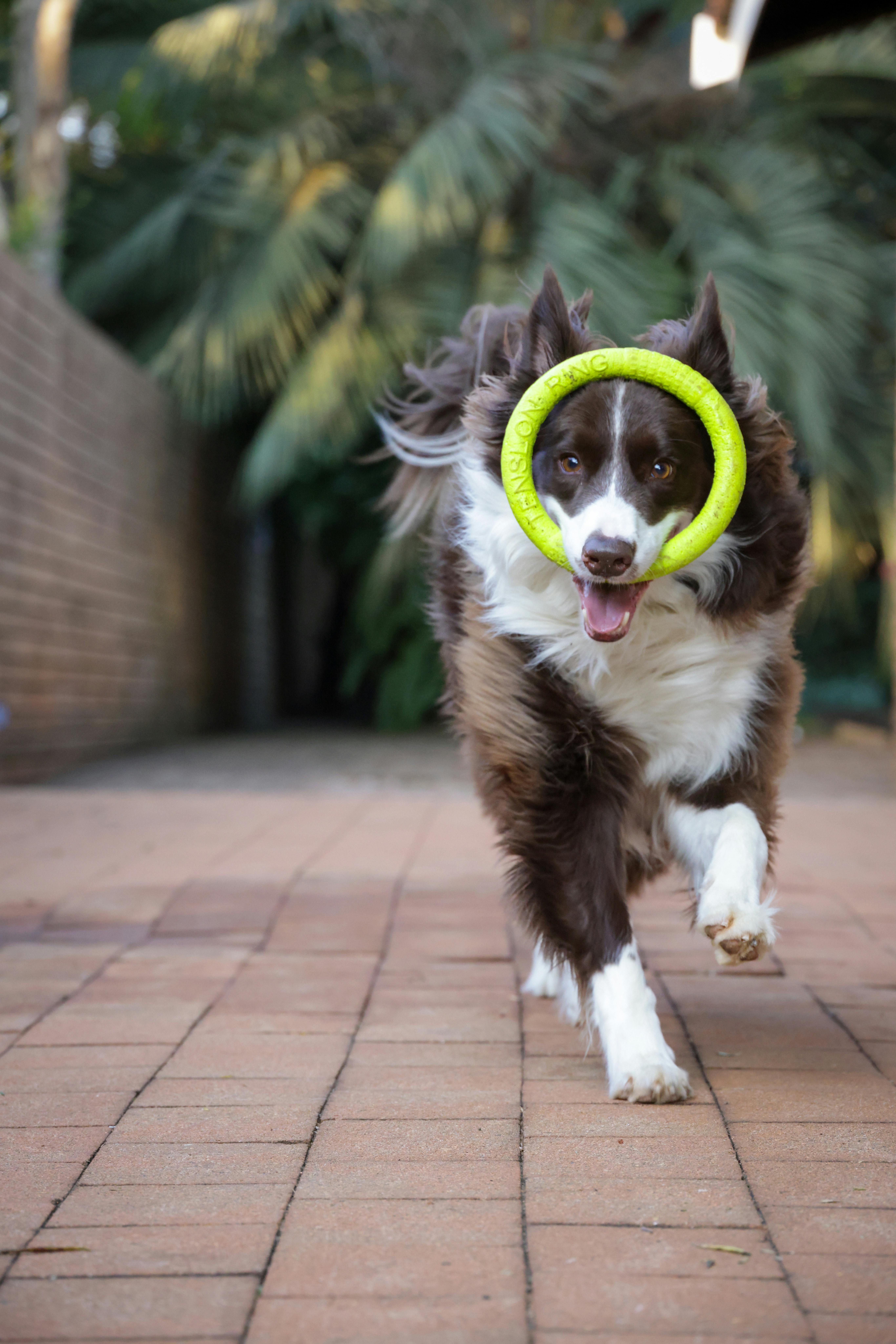 Playful Border Collie with Toy Outdoors · Free Stock Photo