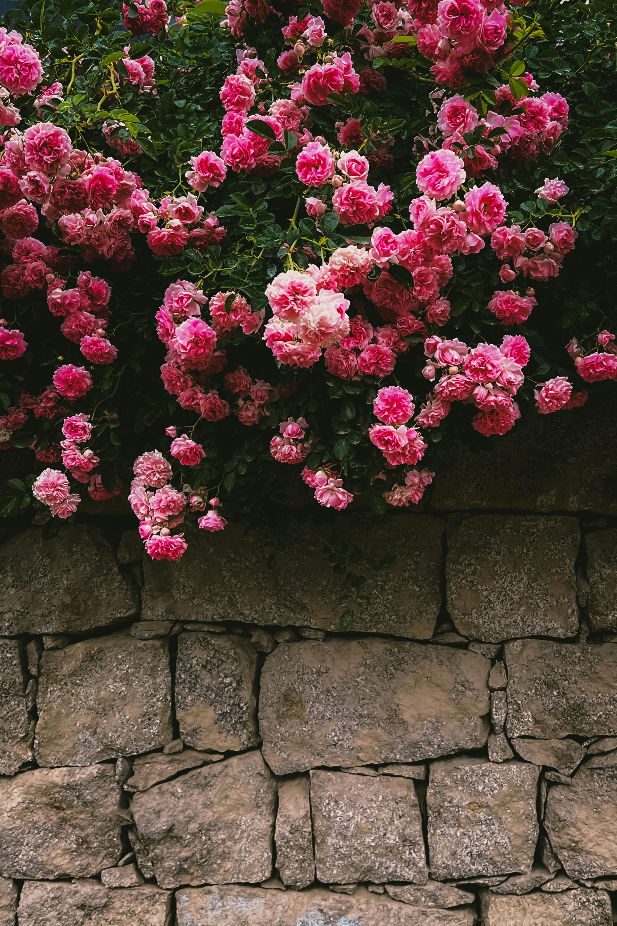 Pink Roses in Bloom Against Stone Wall · Free Stock Photo