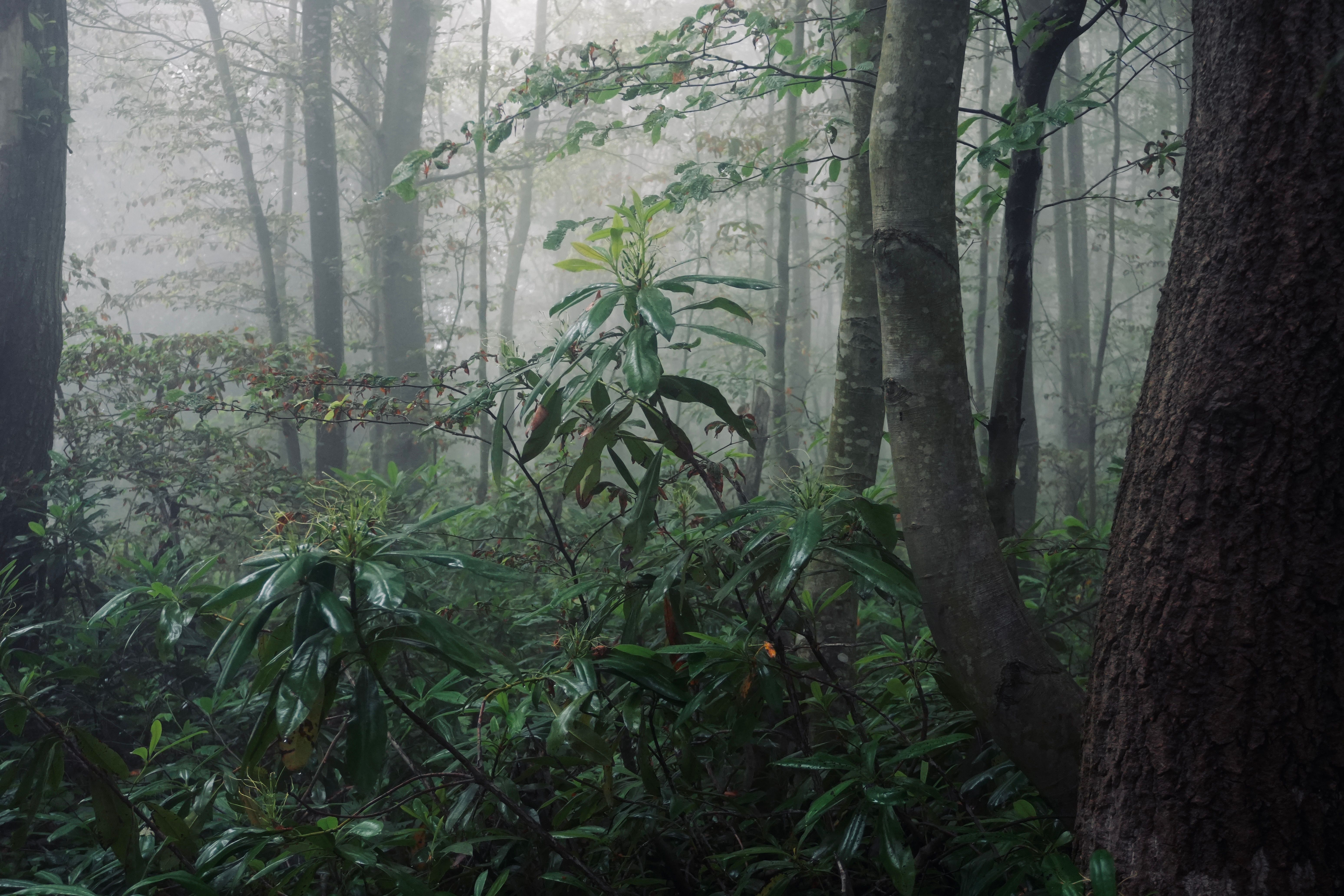 Misty Spring Forest in Sakarya, Türkiye · Free Stock Photo