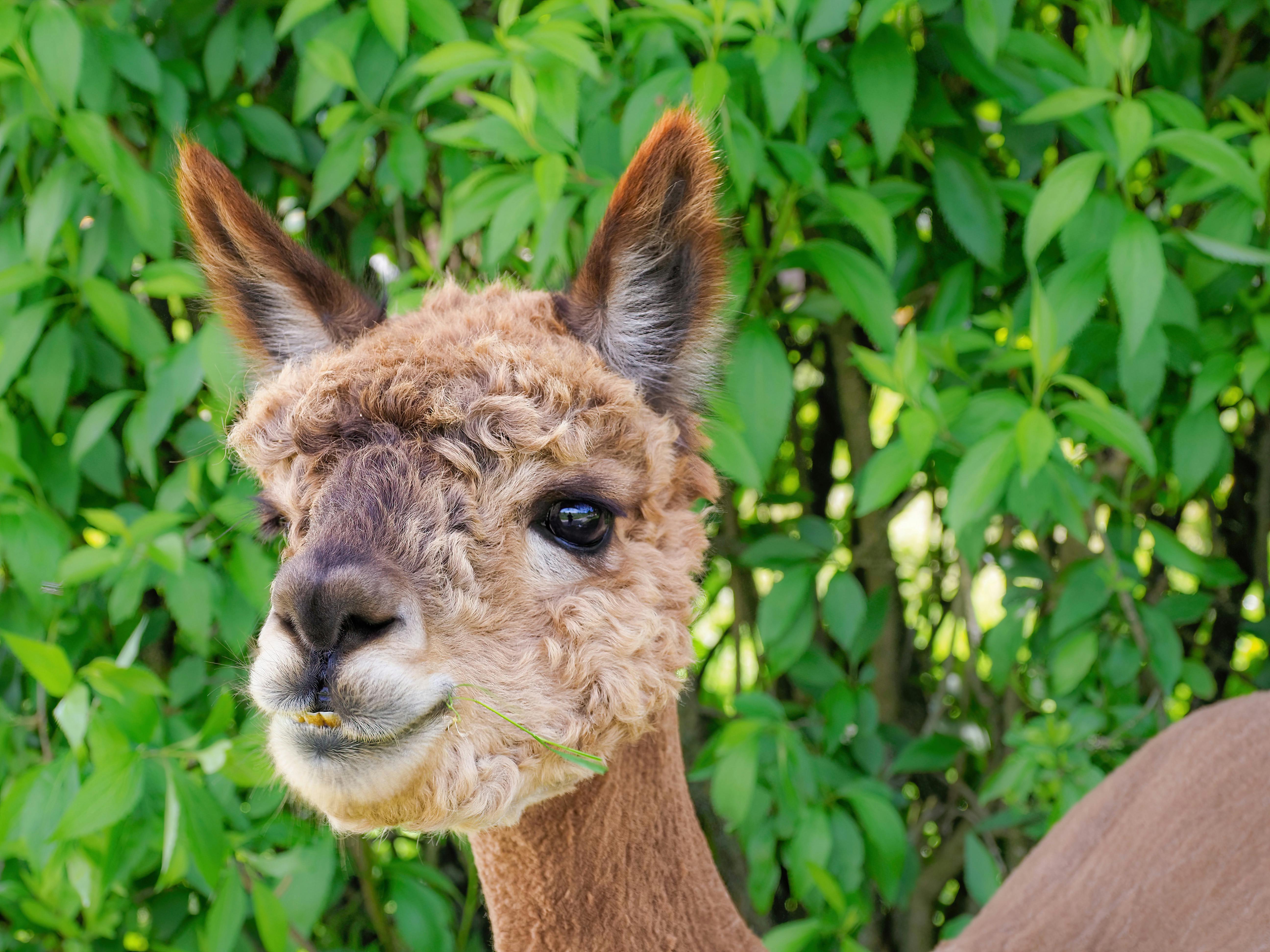 Close-up of an Alpaca Grazing Outdoors · Free Stock Photo