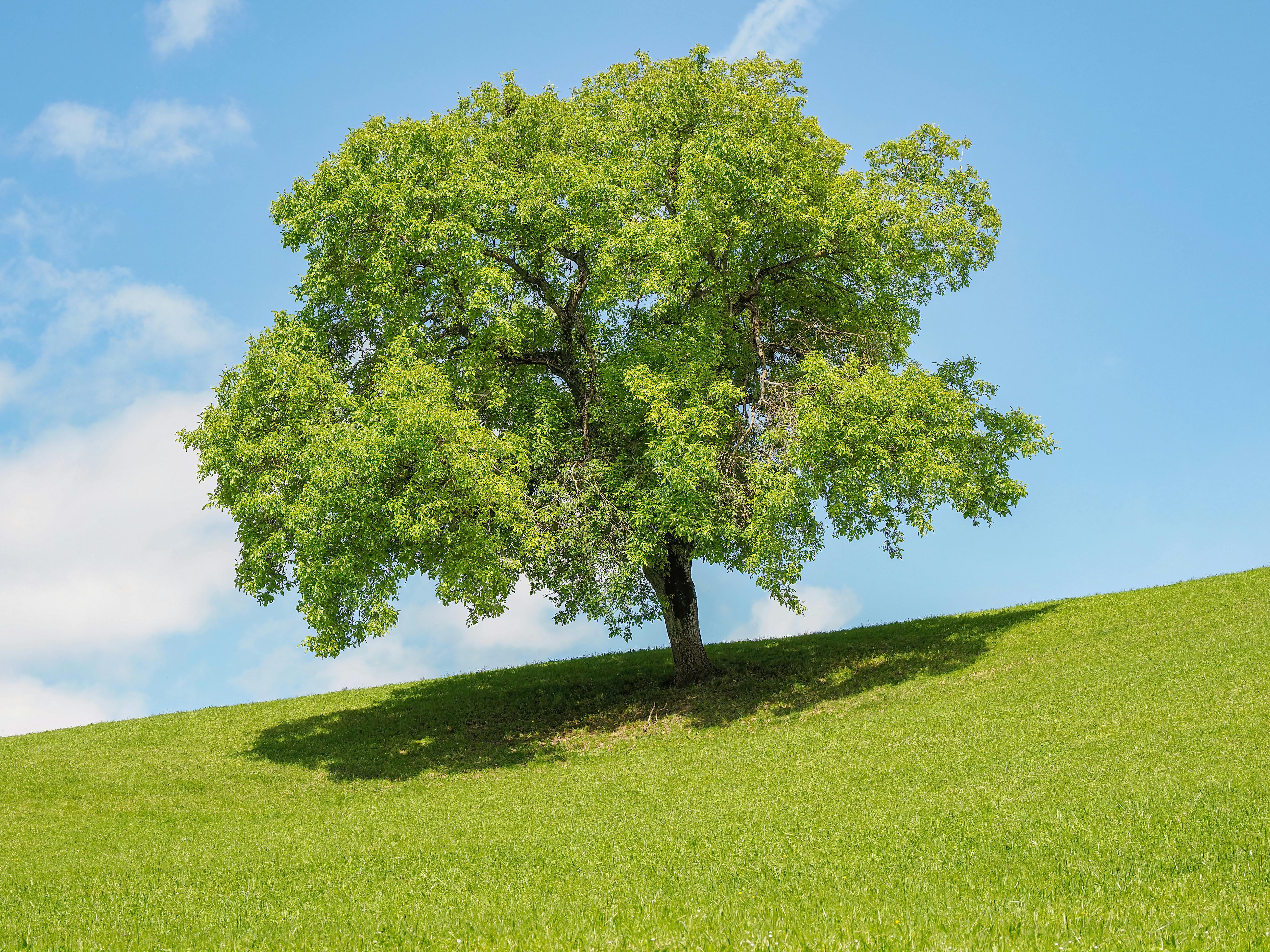Green Leafed Tree · Free Stock Photo