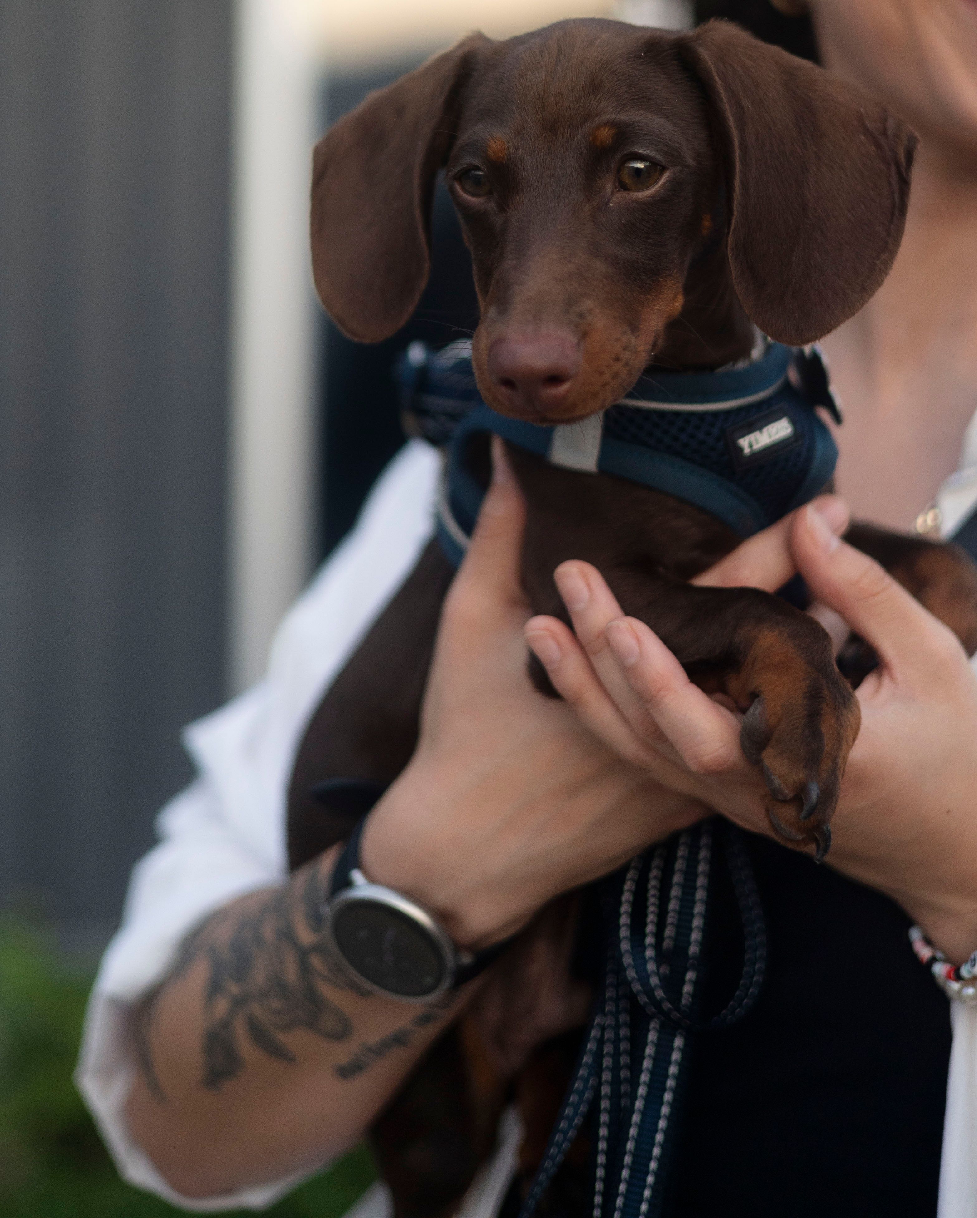 Person Holding A Dog Photos, Download The BEST Free Person Holding A ...