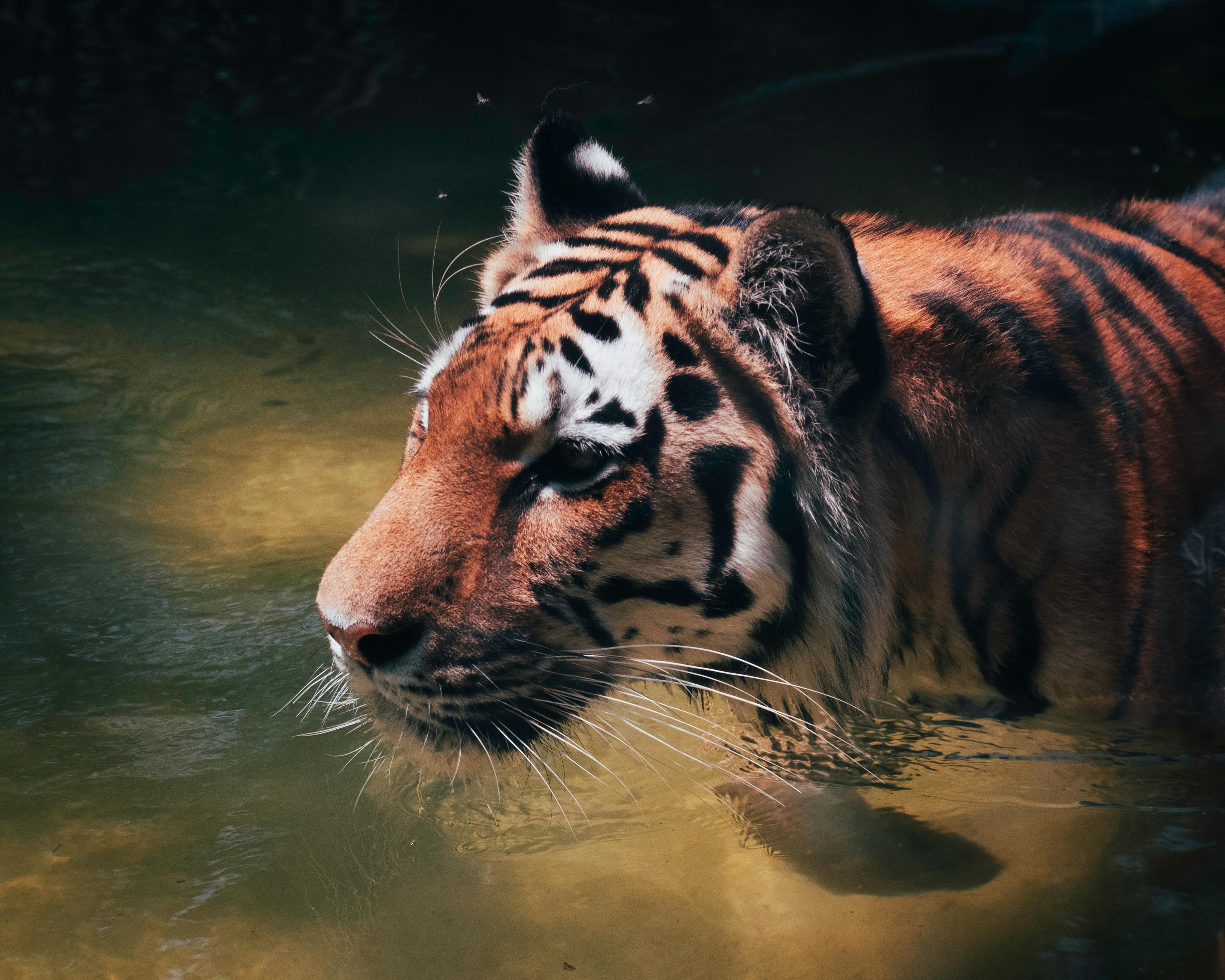 Sunda Tiger Photos, Download The BEST Free Sunda Tiger Stock Photos ...