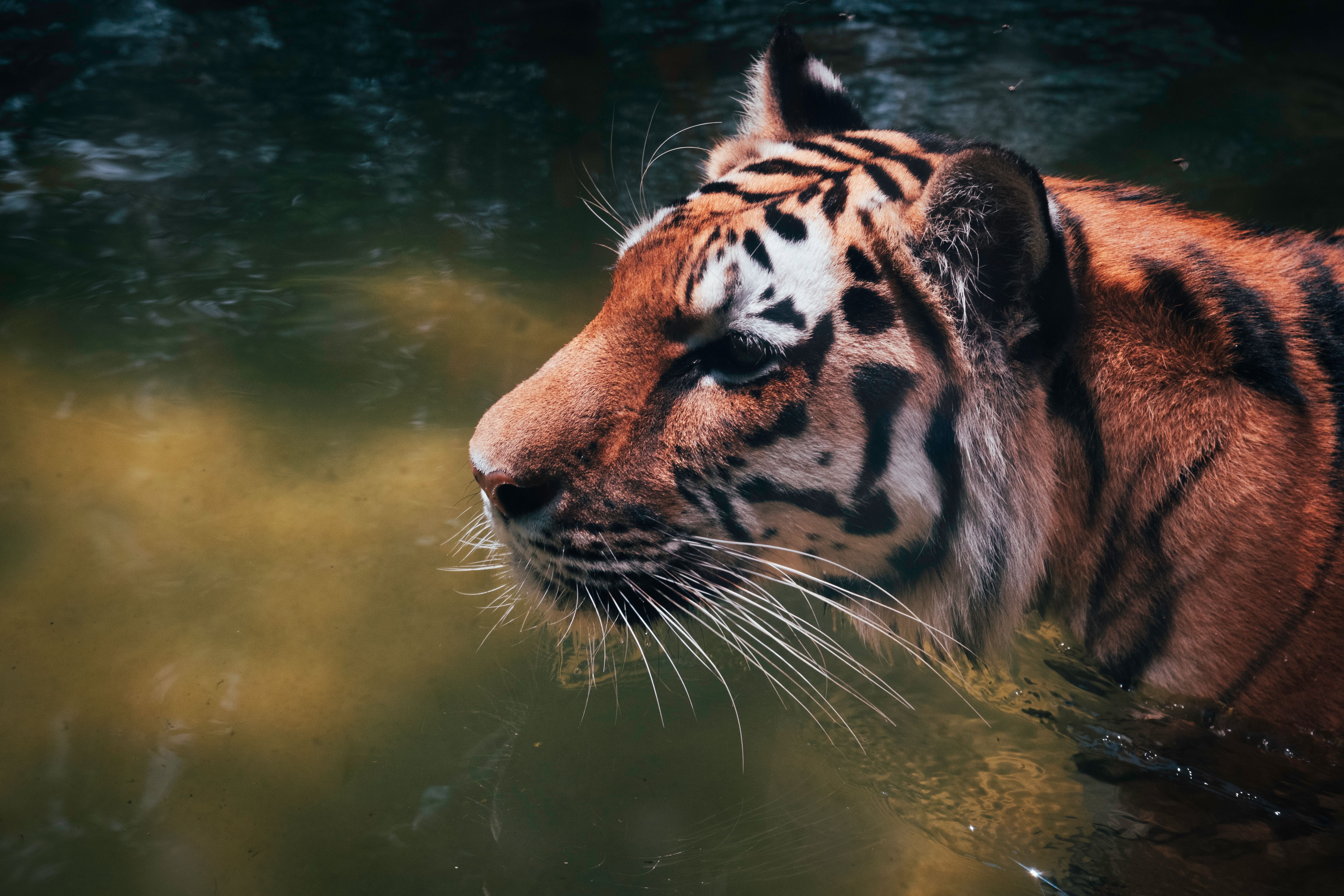 Tiger+And+Fish Photos, Download The BEST Free Tiger+And+Fish Stock ...