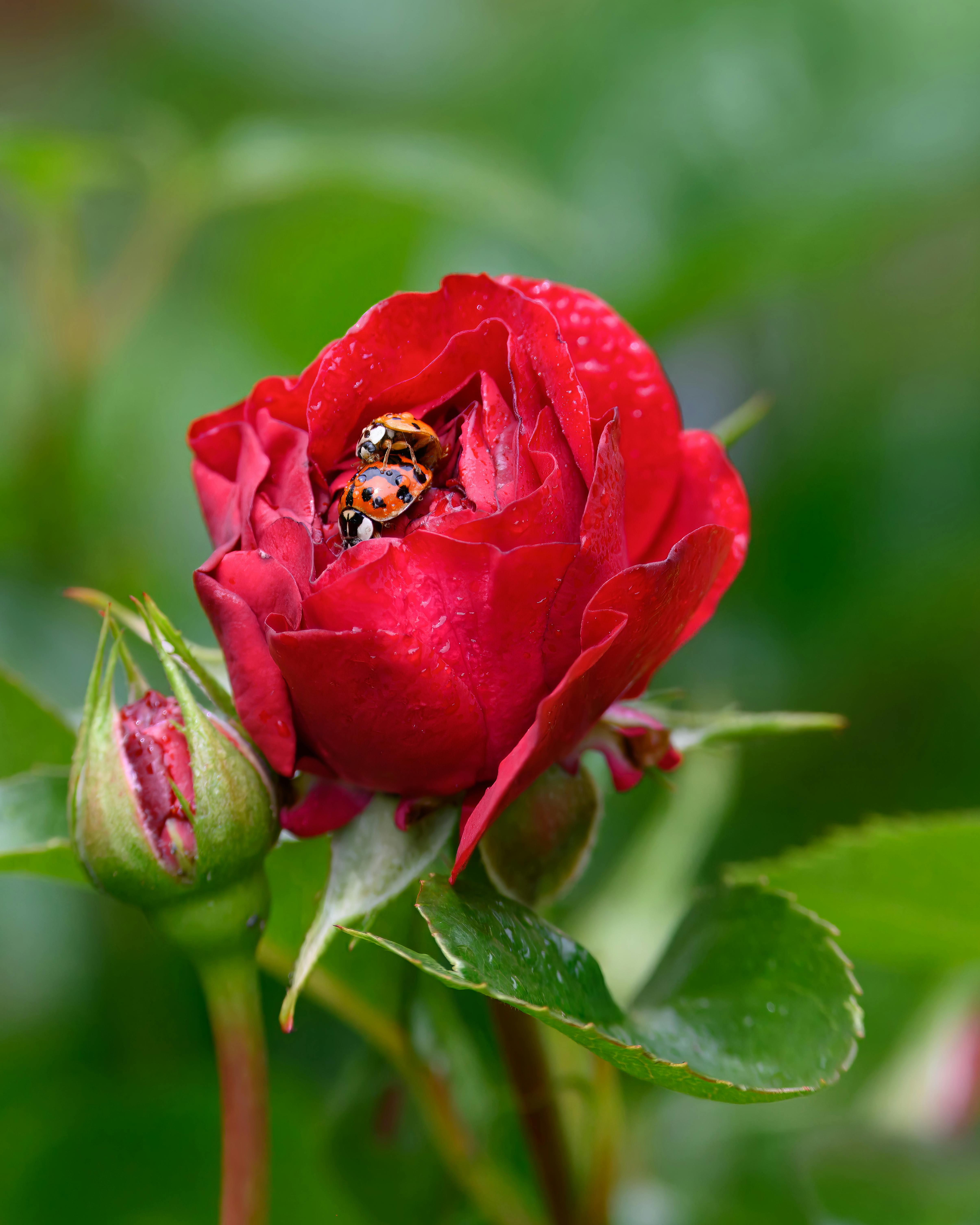 Ladybug on Dewy Red Rose Bloom Close-Up · Free Stock Photo