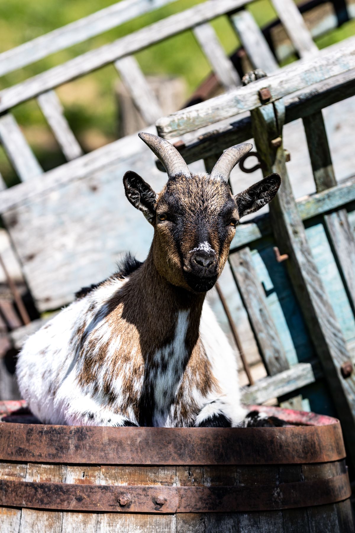 Farm Animal Photos, Download The BEST Free Farm Animal Stock Photos ...
