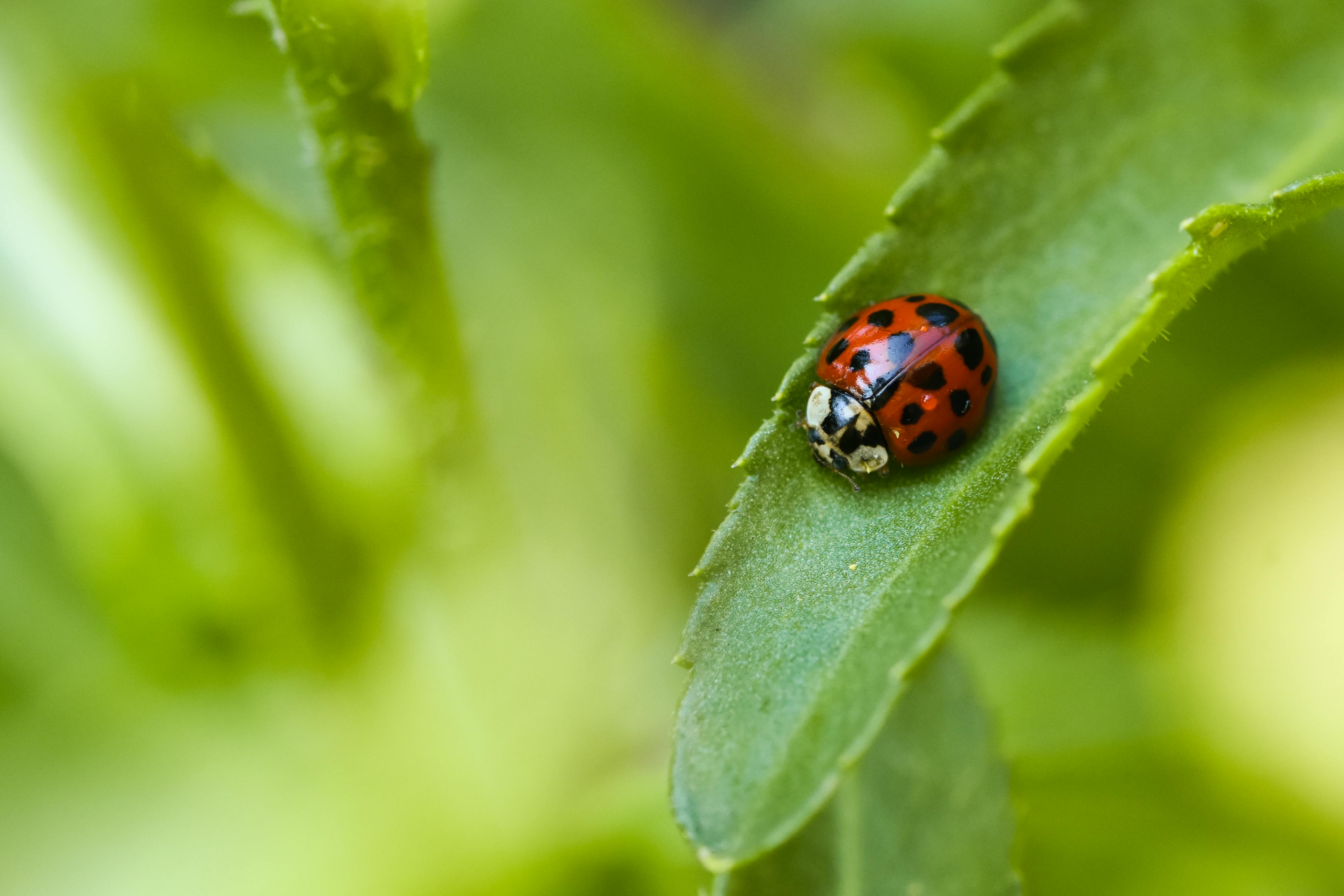 Ladybug Species Photos, Download The BEST Free Ladybug Species Stock ...