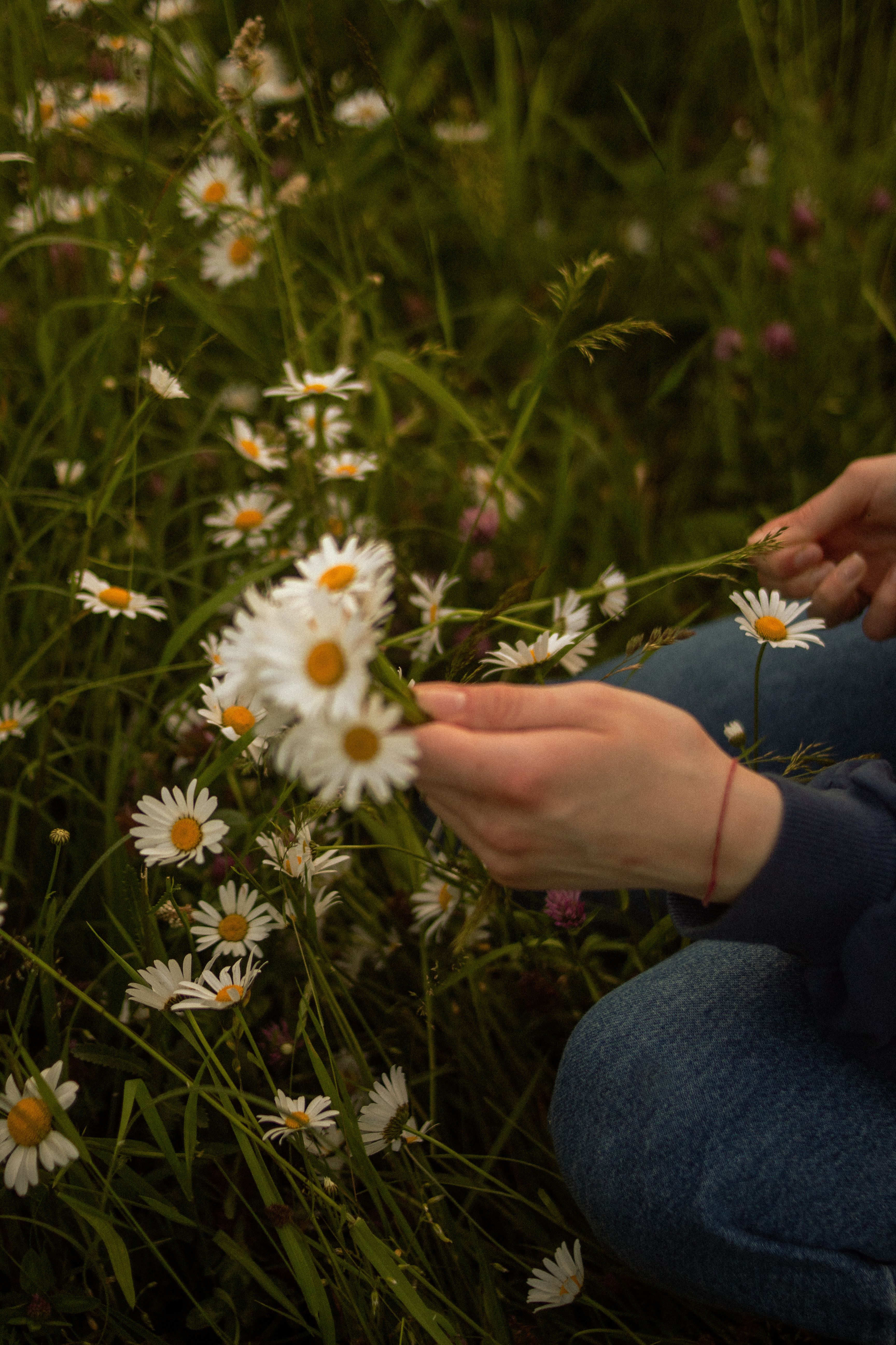 Person Picking Daisies in a Field During Summer · Free Stock Photo