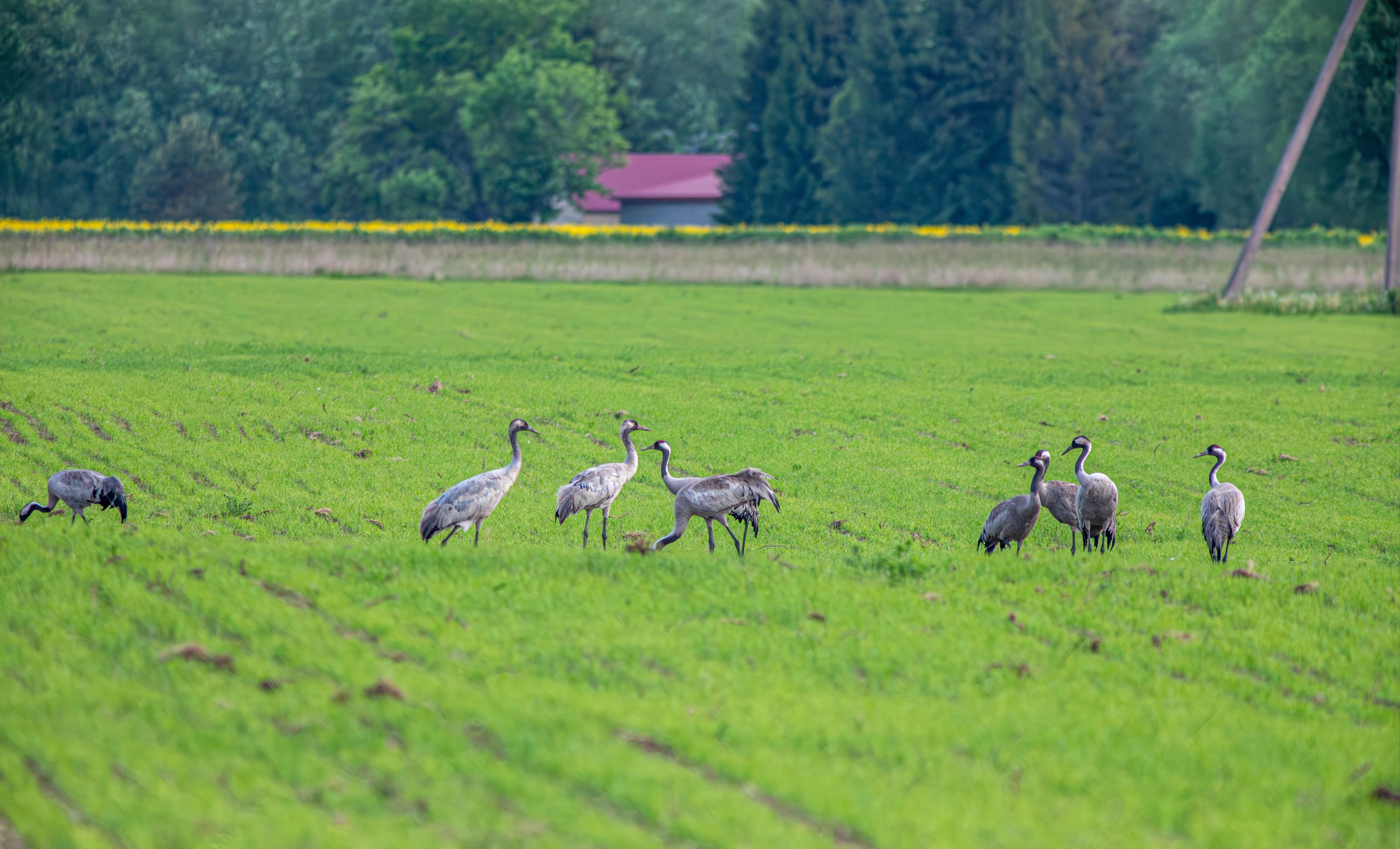 Eastern Europe Flora Photos, Download The BEST Free Eastern Europe ...