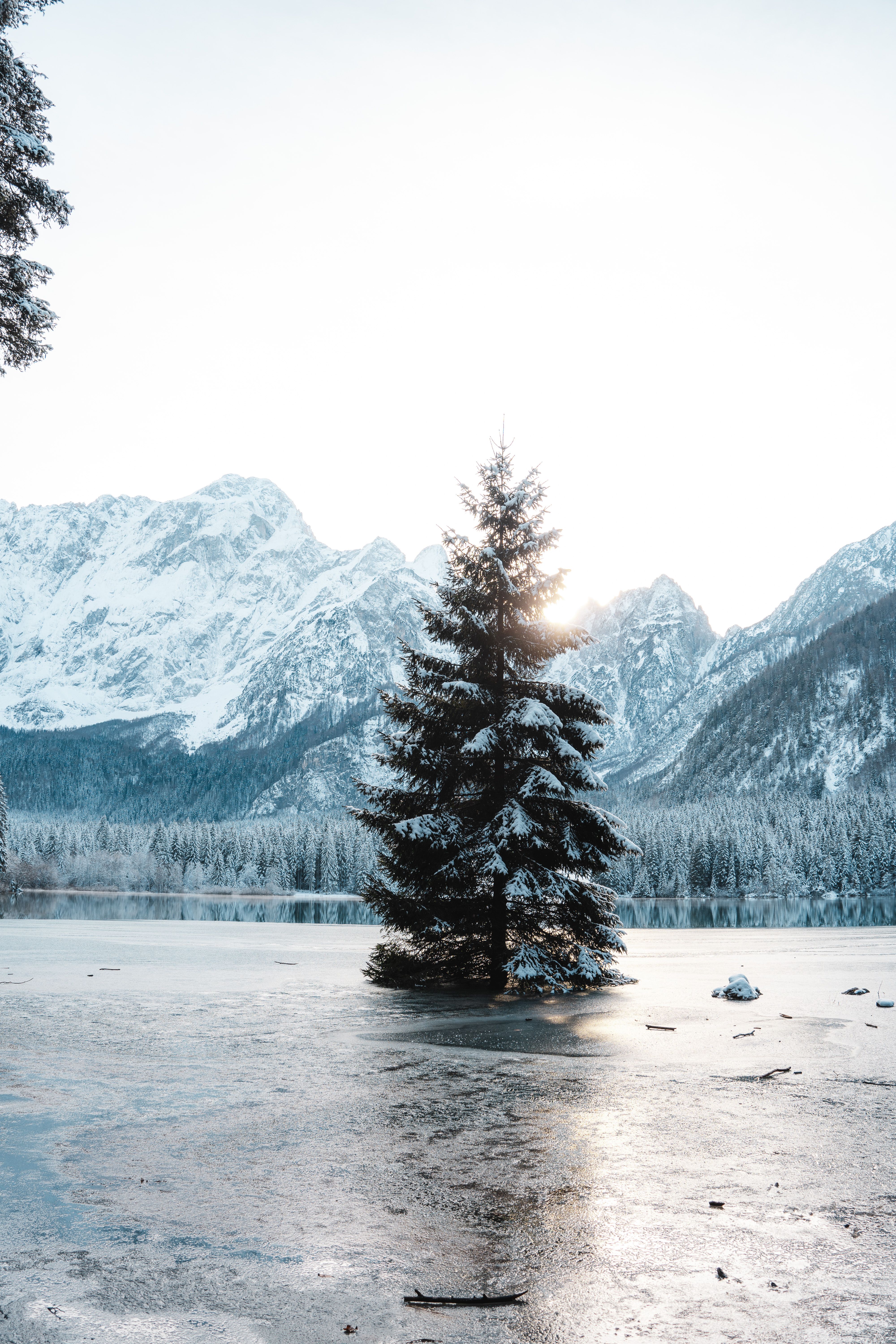 Serene Winter Landscape with Snowy Pine Tree · Free Stock Photo