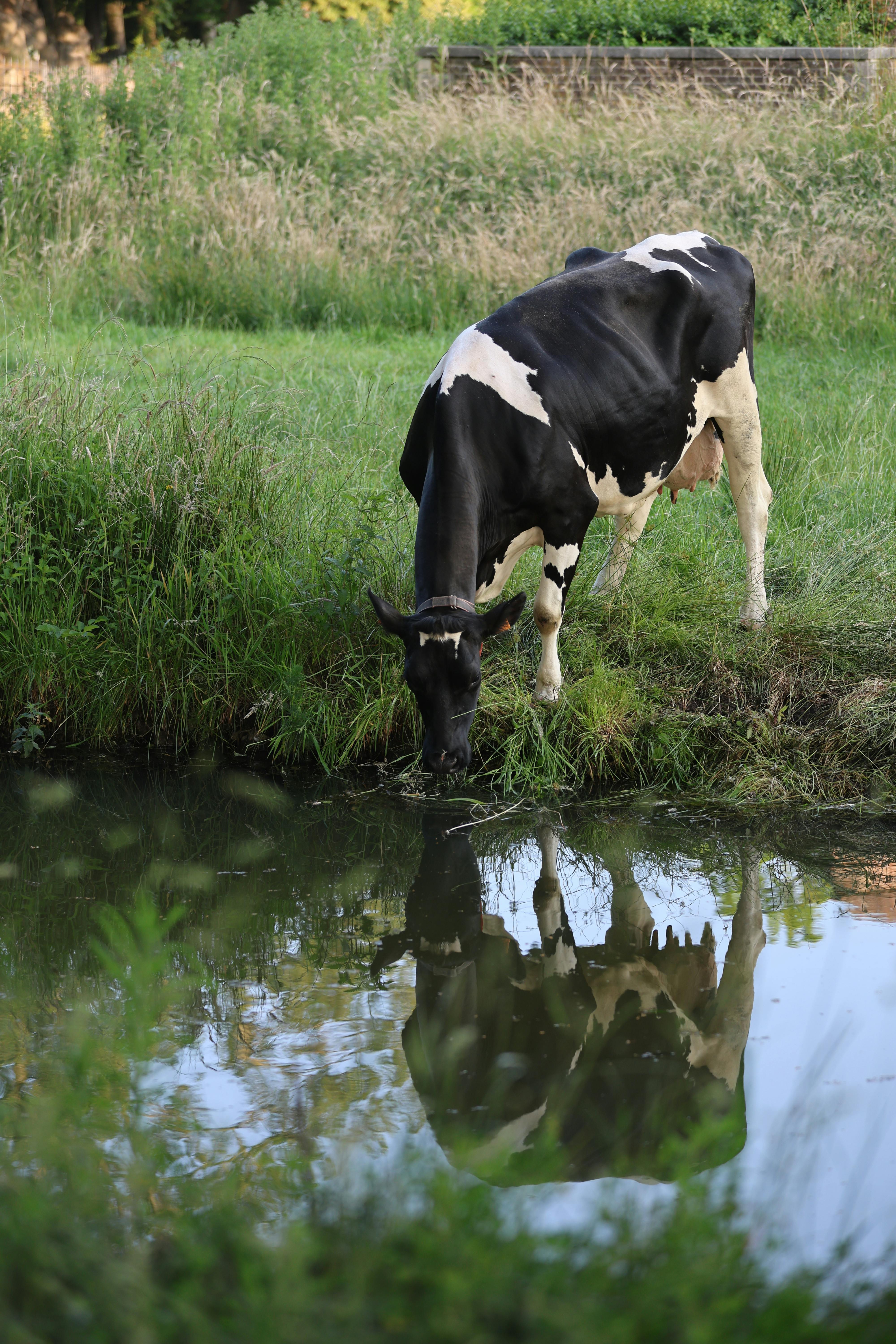 Holstein Cow Grazing by a Tranquil Stream · Free Stock Photo
