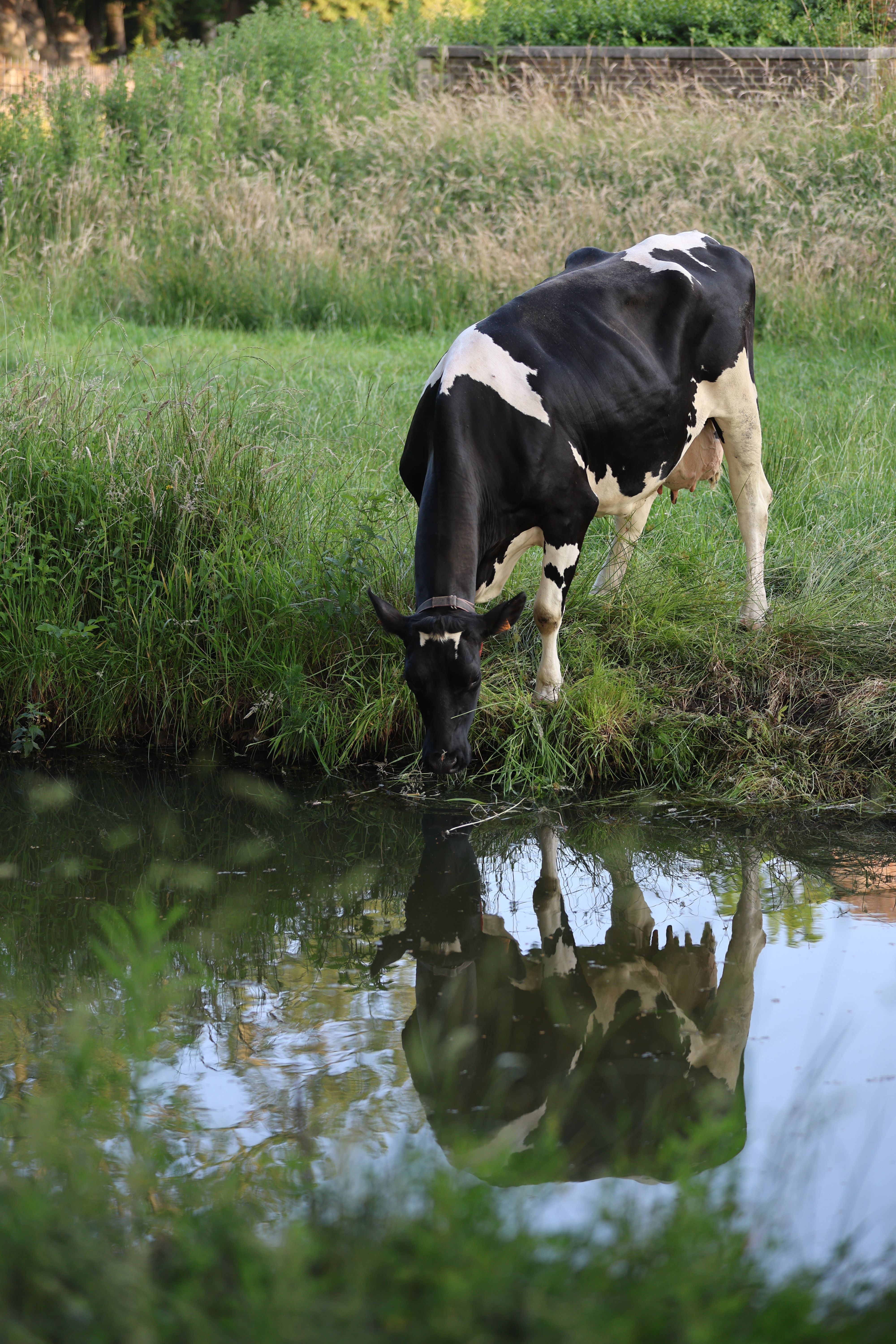 Holstein Cow Grazing by a Tranquil Stream · Free Stock Photo