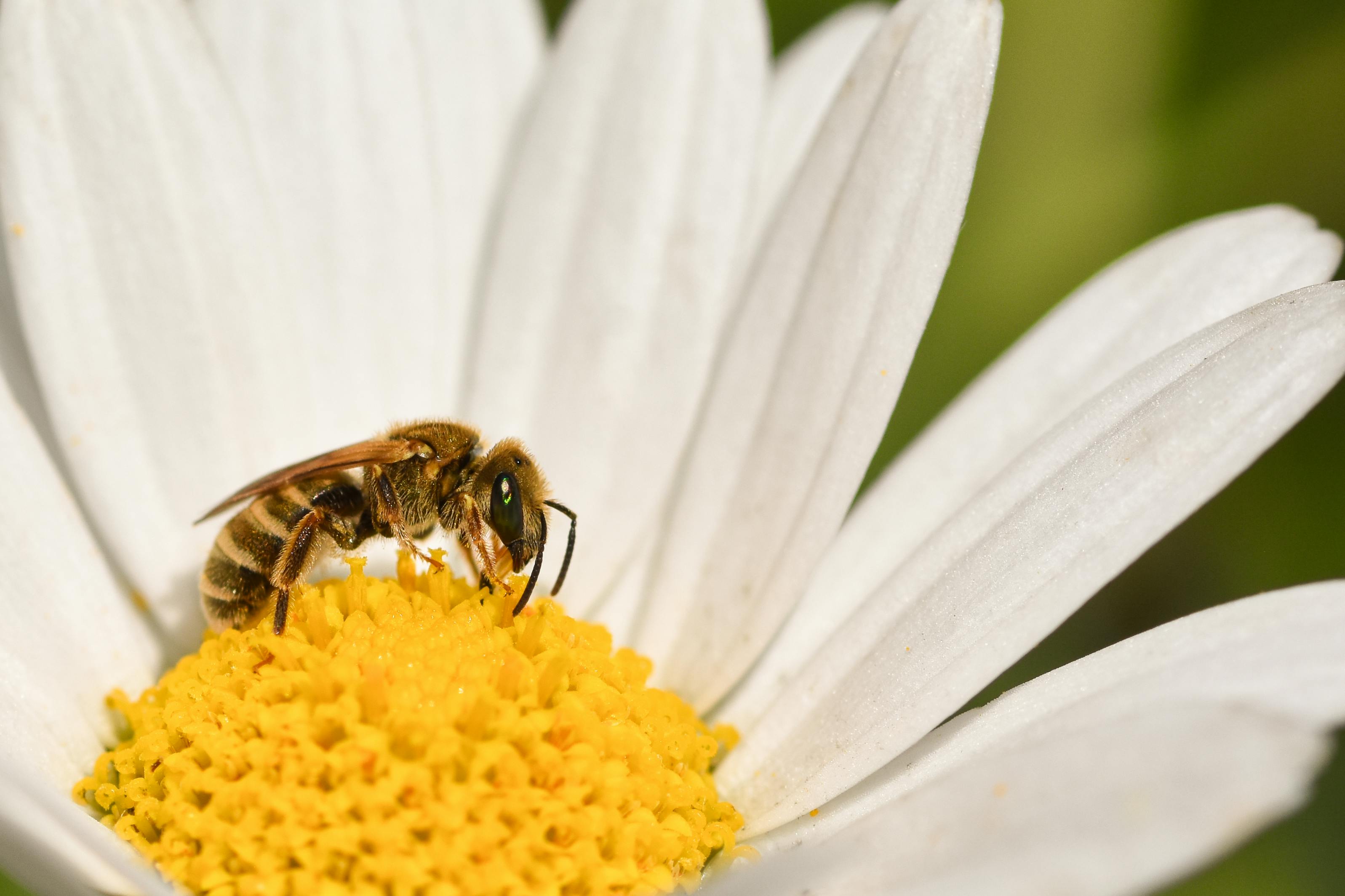 Macro Shot of Bee Pollinating a Daisy Flower · Free Stock Photo