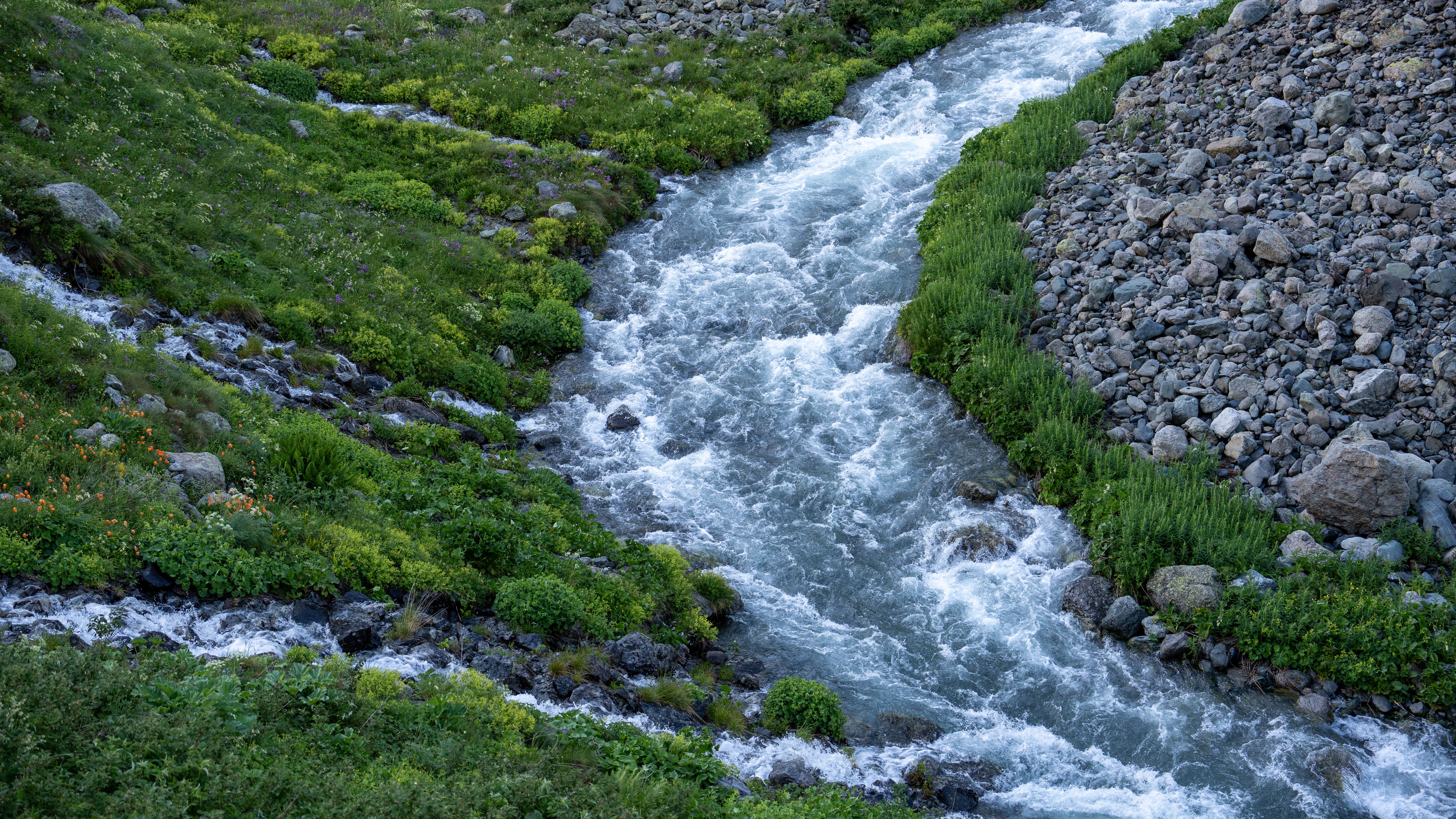 Serene Mountain Stream Flowing in Lush Greenery · Free Stock Photo