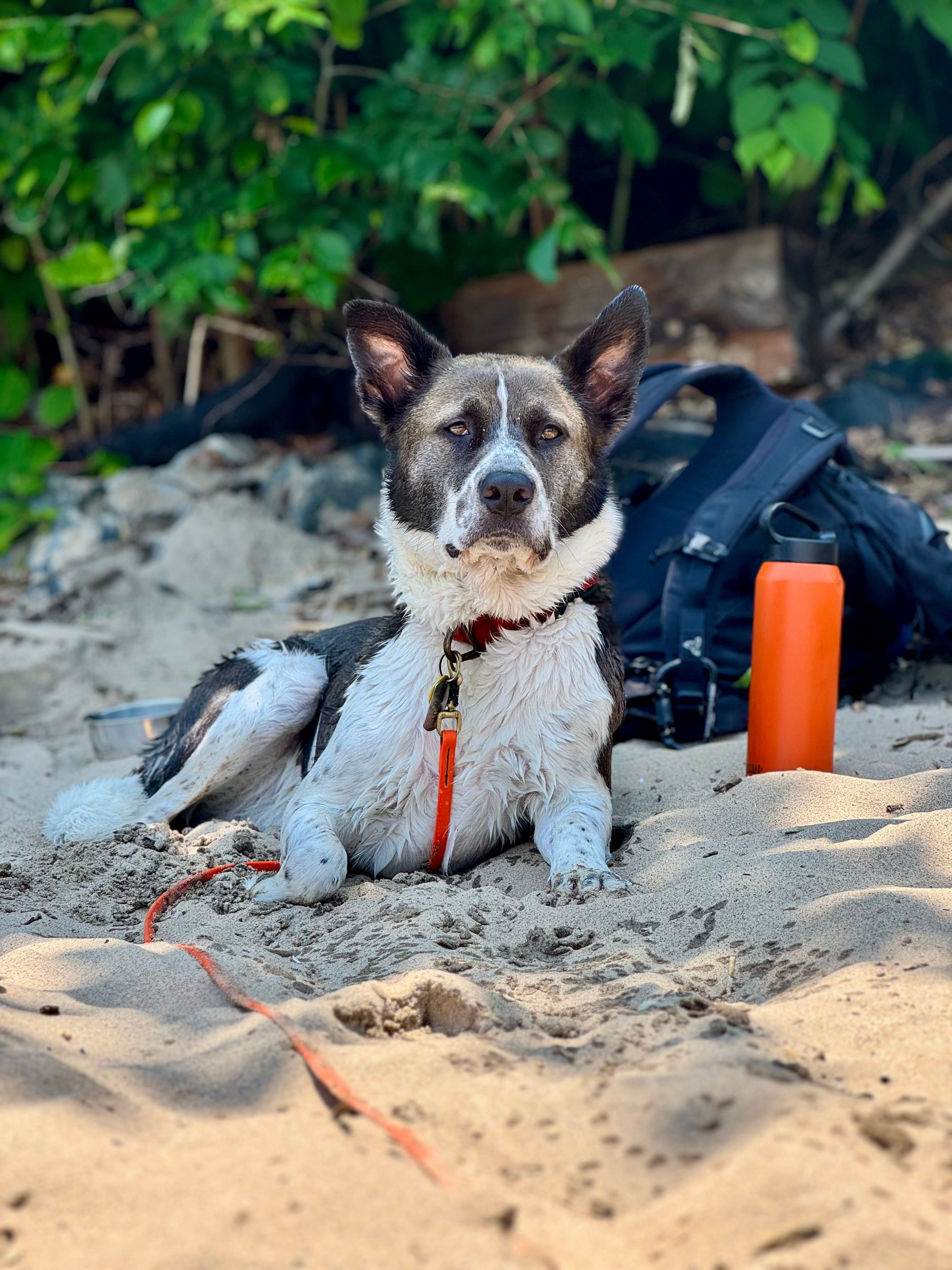 Chill Dog on Sandy Beach with Backpack and Bottle · Free Stock Photo