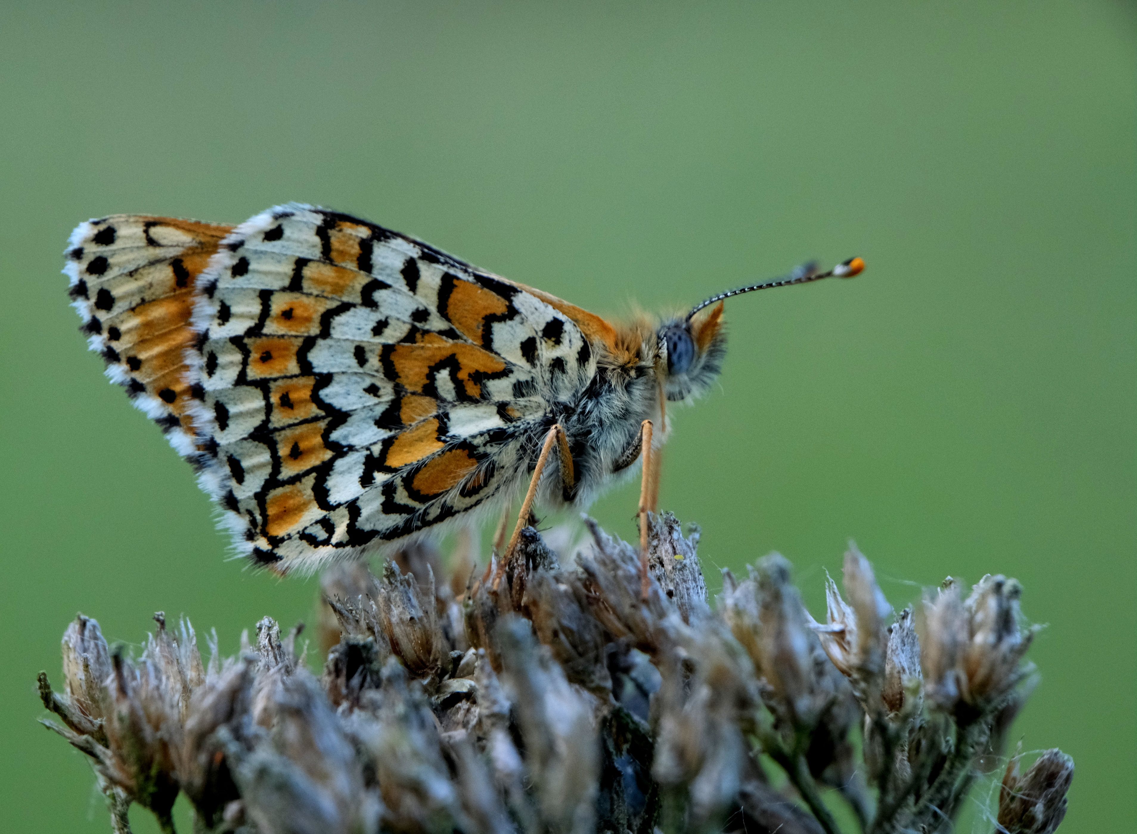 Wounded Butterfly Photos, Download The BEST Free Wounded Butterfly ...