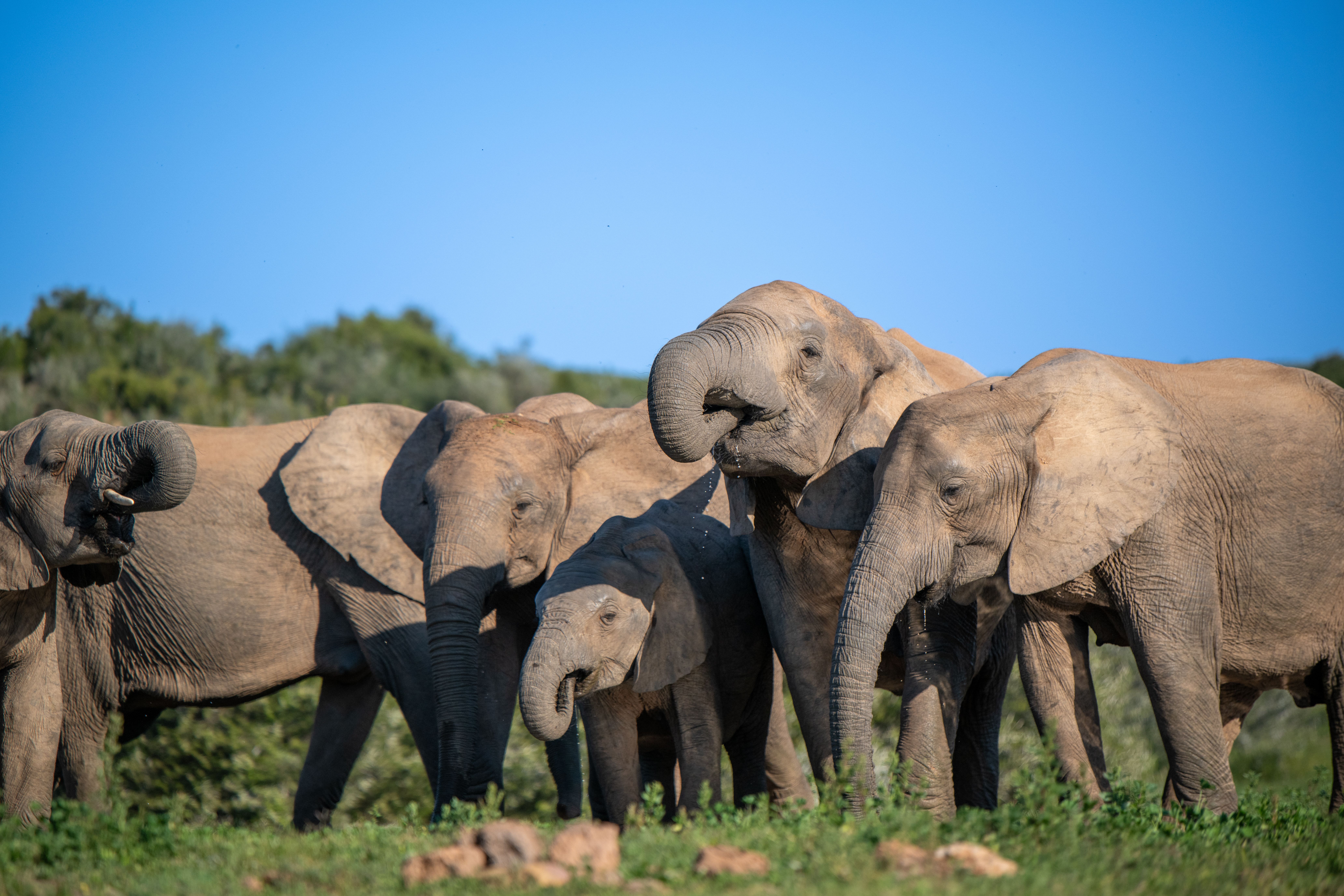 Cute Wild African Animals Photos, Download The BEST Free Cute Wild ...
