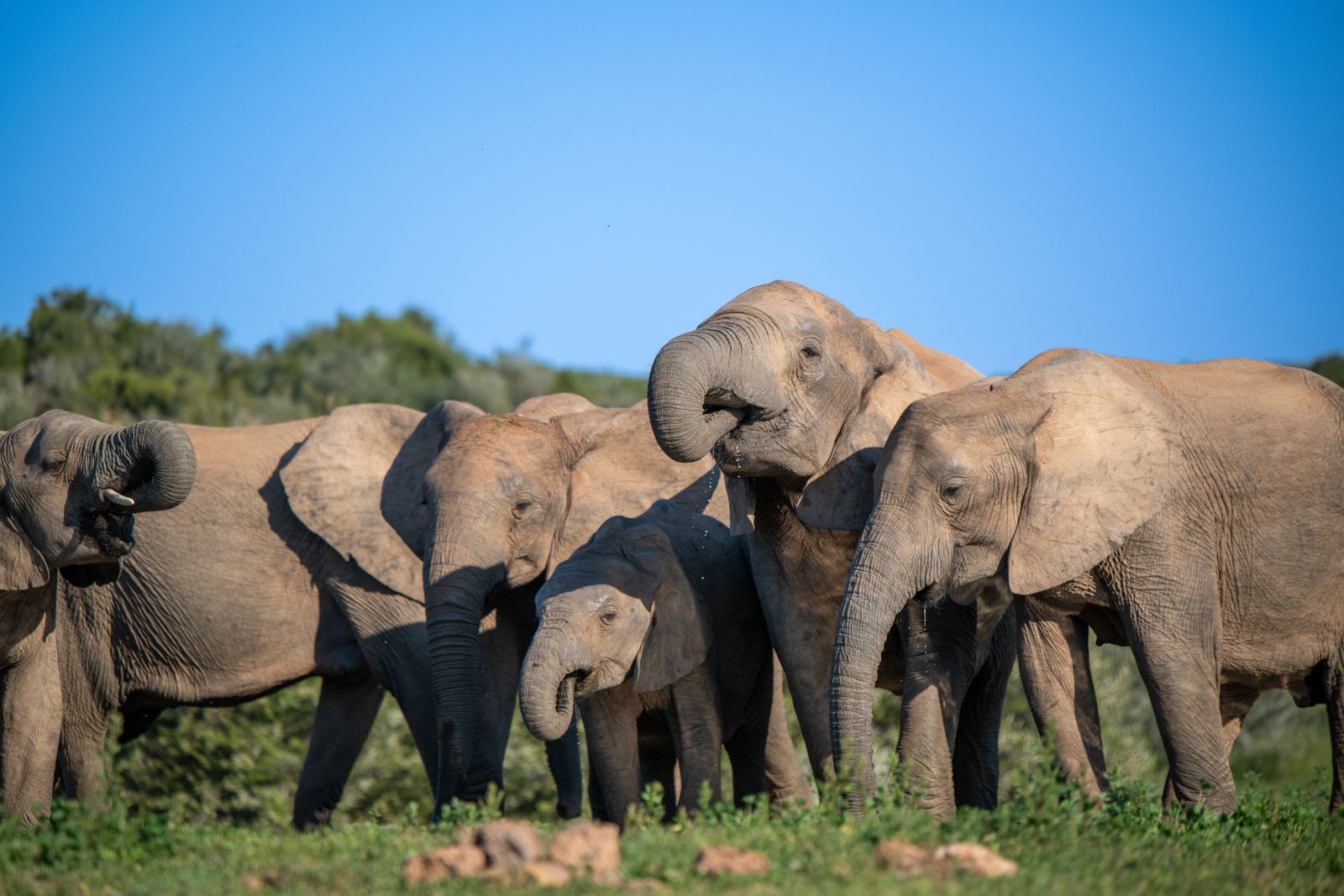 African Animals Photos, Download The BEST Free African Animals Stock ...