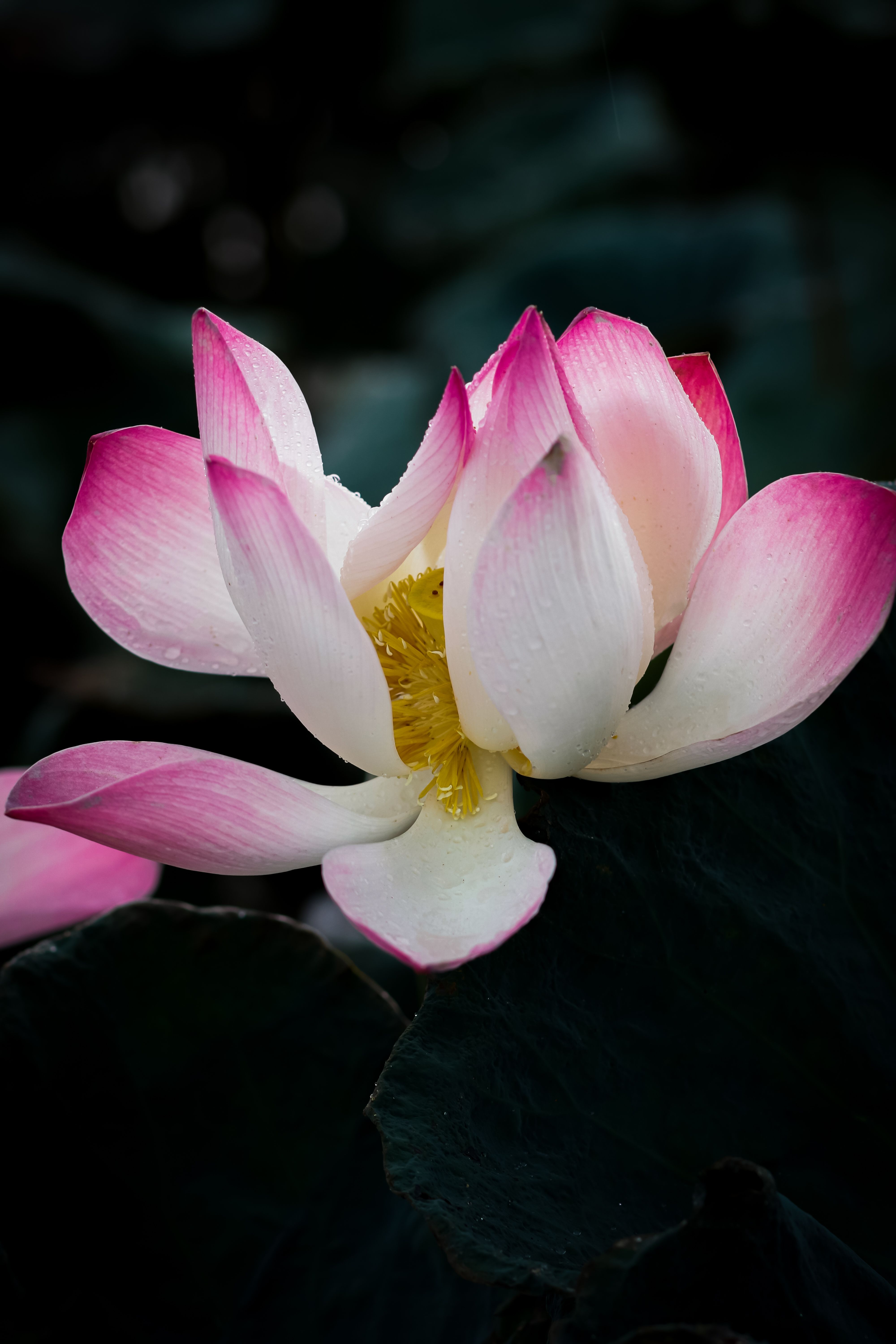 10,000+ Best Lotus Photos · 100% Free Download · Pexels Stock Photos