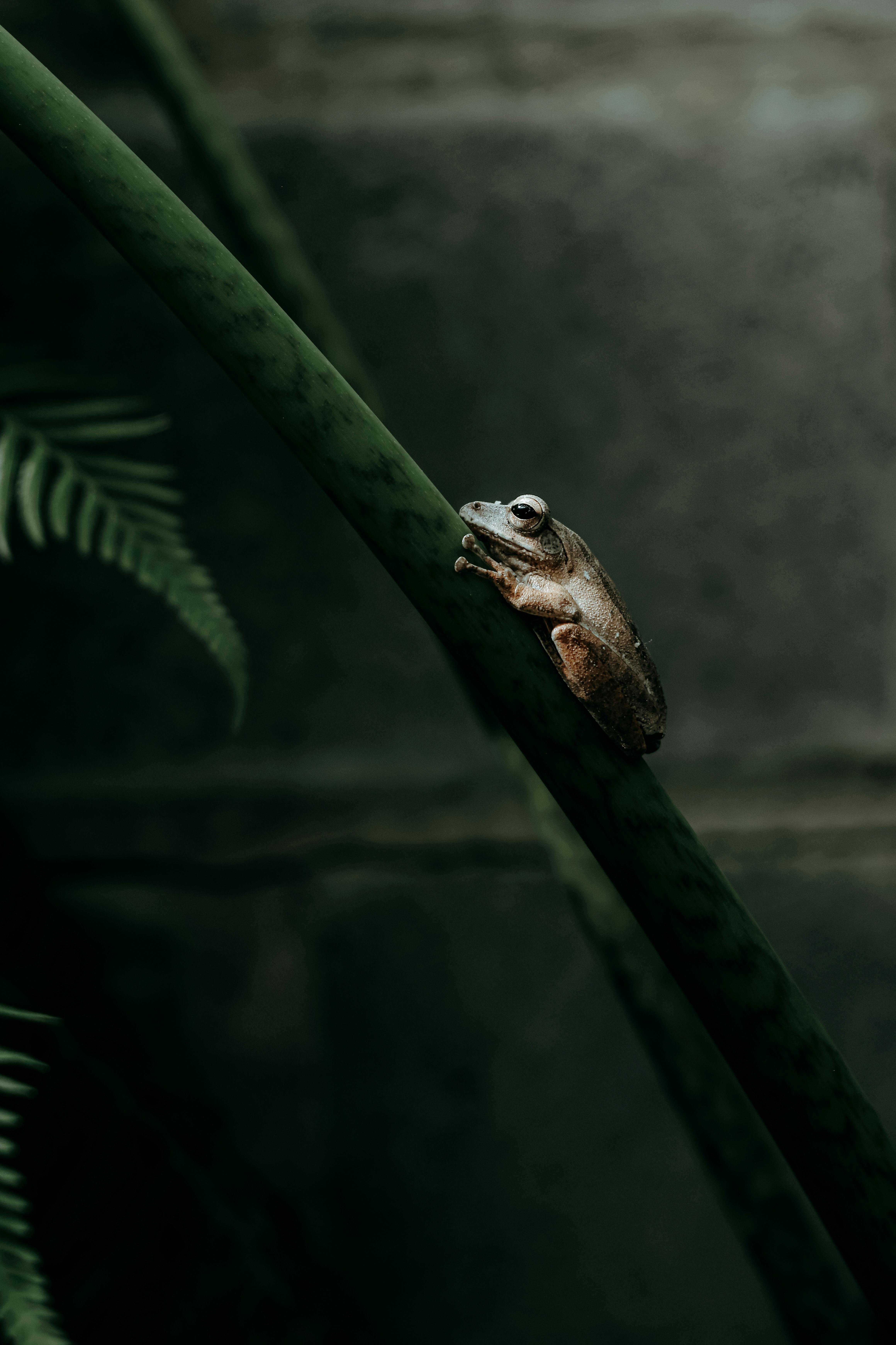 Funny Frog Photos, Download The BEST Free Funny Frog Stock Photos & HD ...