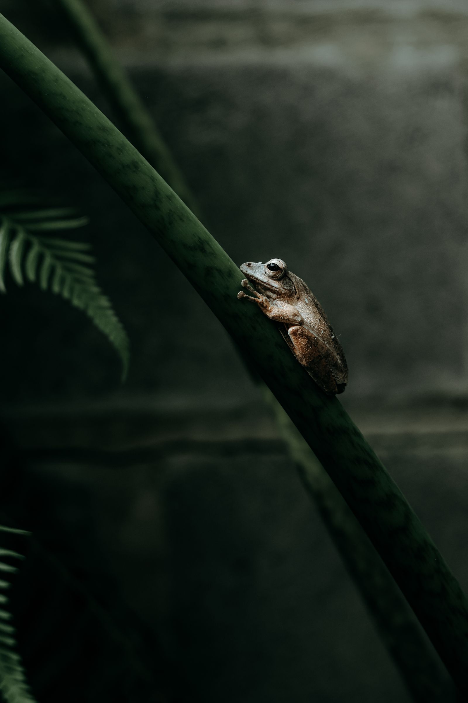 Funny Frog Photos, Download The BEST Free Funny Frog Stock Photos & HD ...