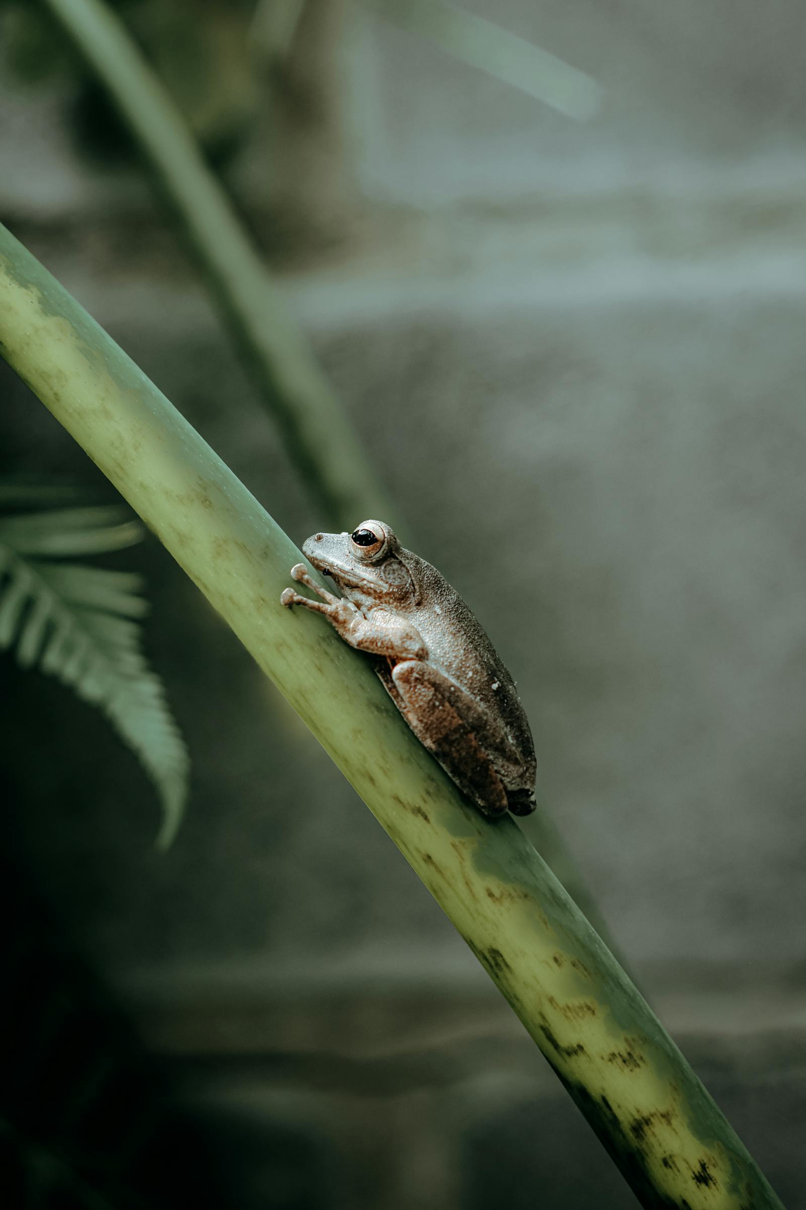 Funny Frog Photos, Download The BEST Free Funny Frog Stock Photos & HD ...