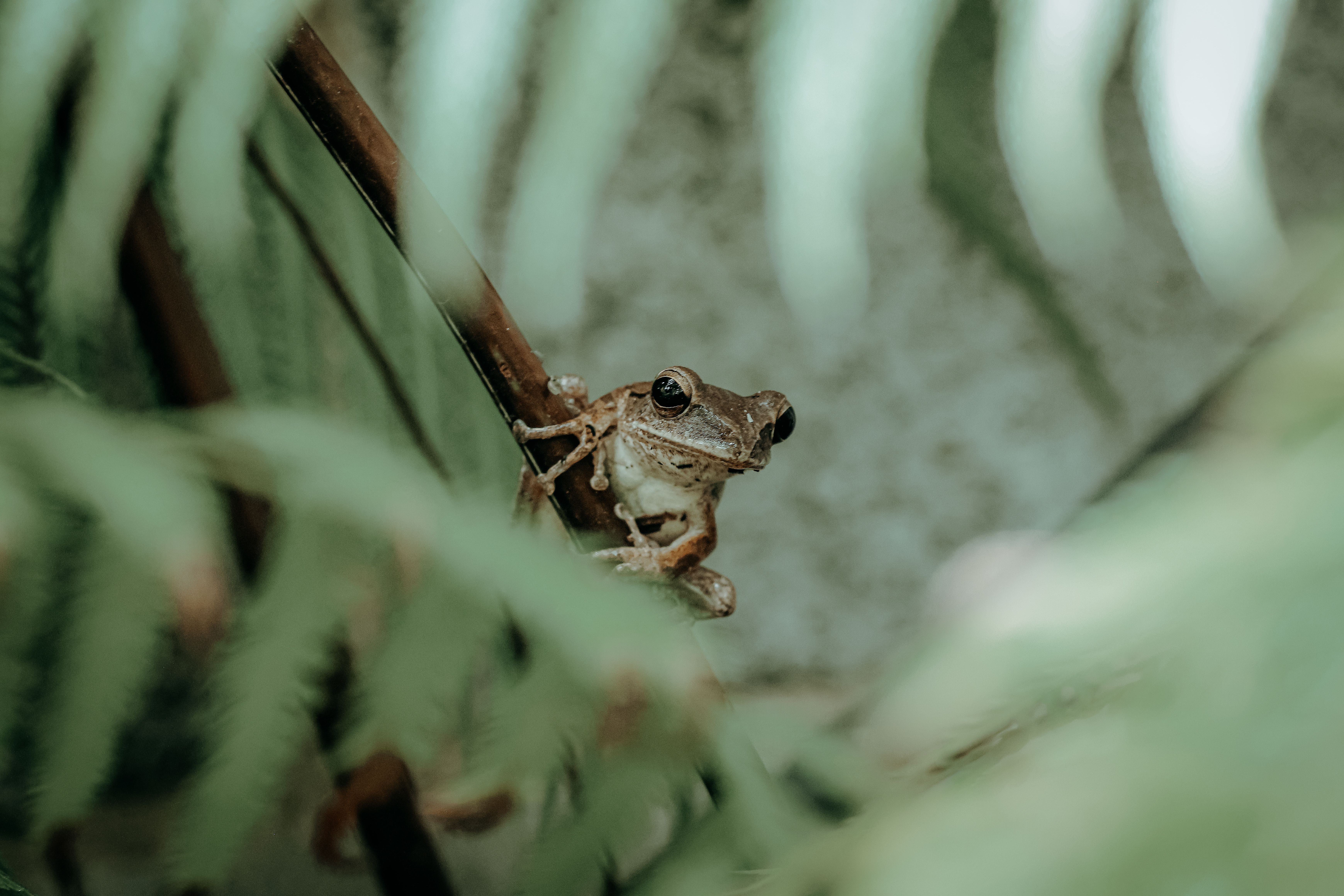 Tree Frog Among Ferns in a Jungle Setting · Free Stock Photo