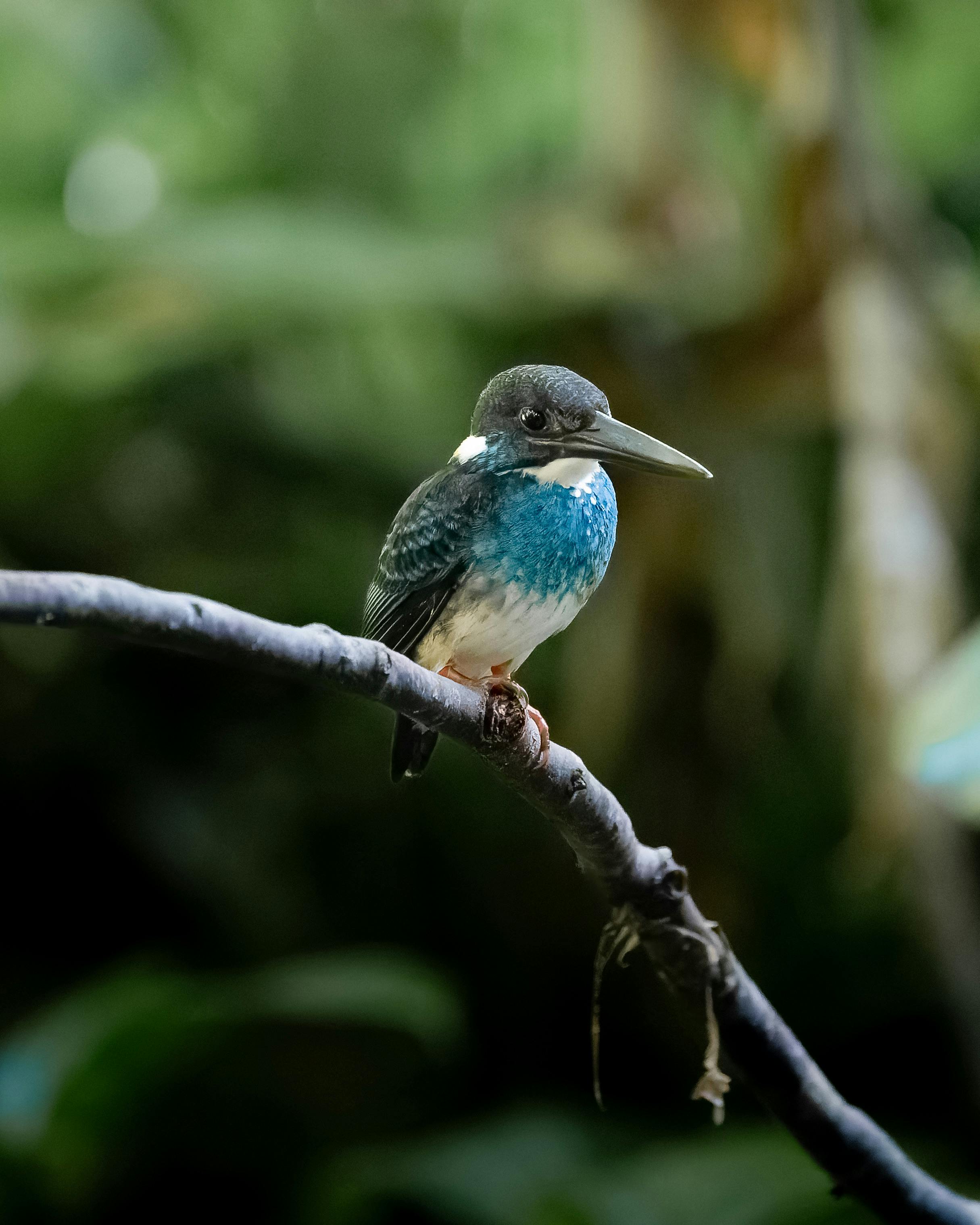 Observant Animal Photos, Download The BEST Free Observant Animal Stock ...