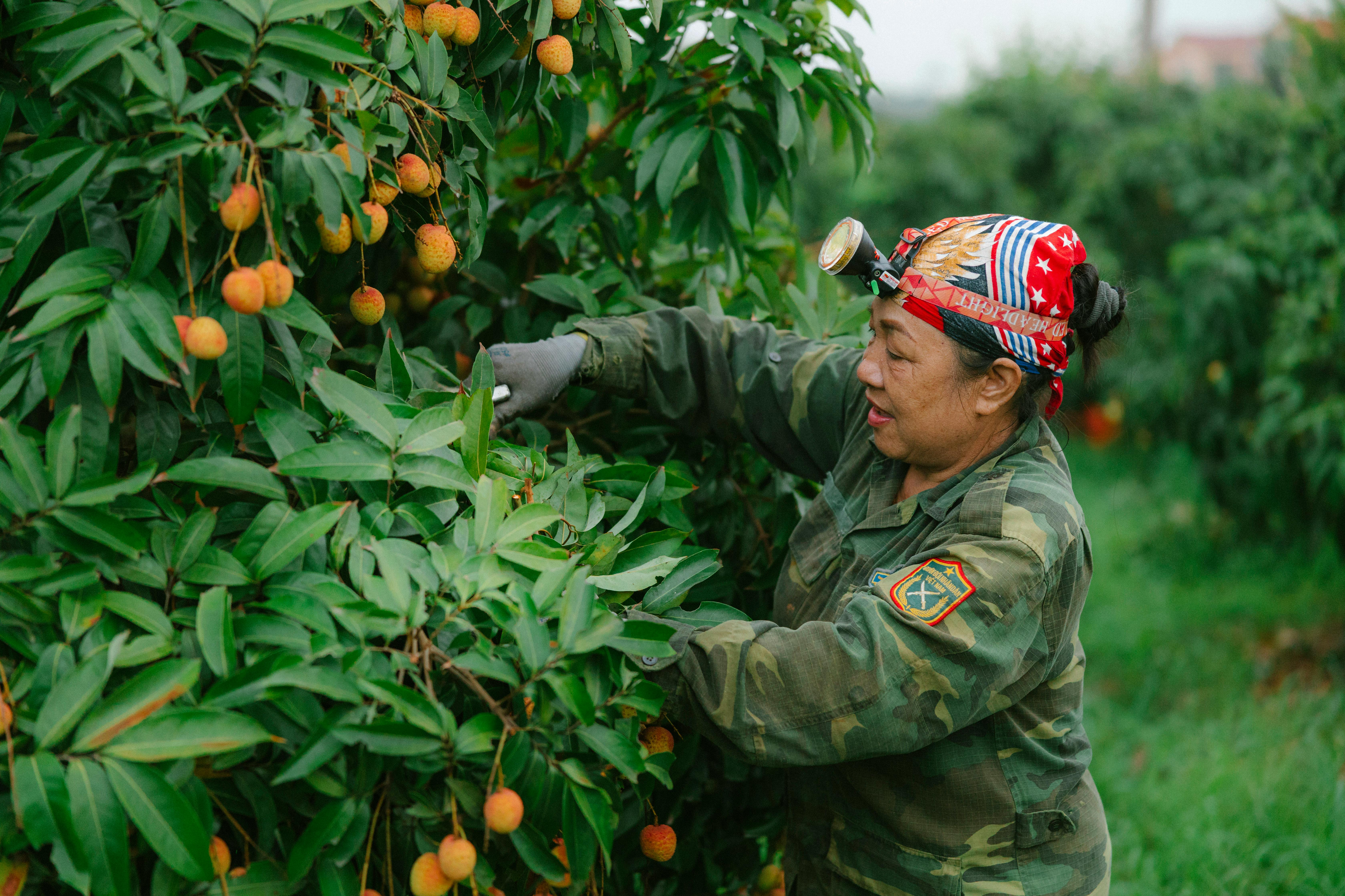 Exotic Fruits Native To The Amazon Rainforest - Dallas Single (Mom) Parents