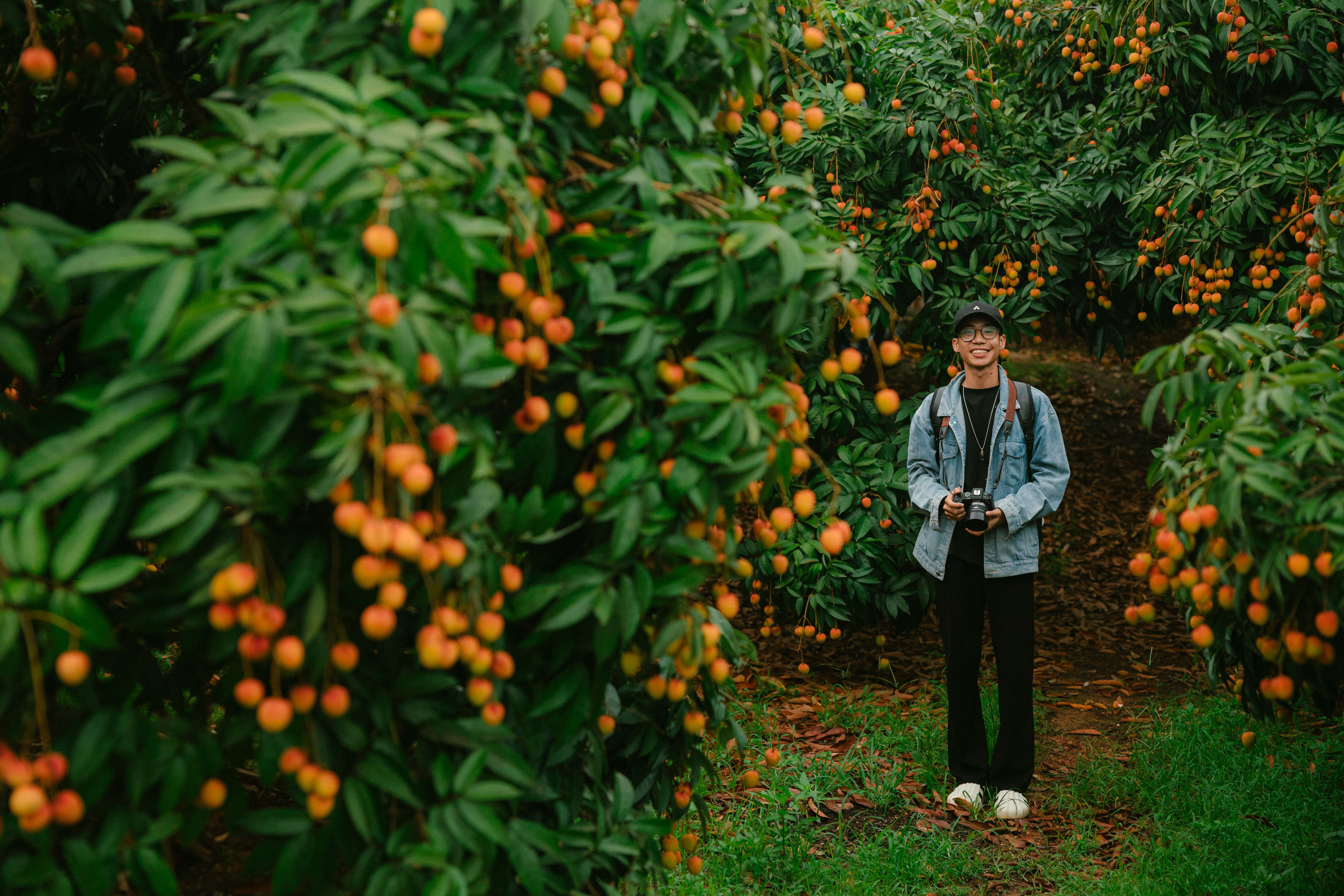 Photographer in Lush Orchard with Lychee Trees · Free Stock Photo