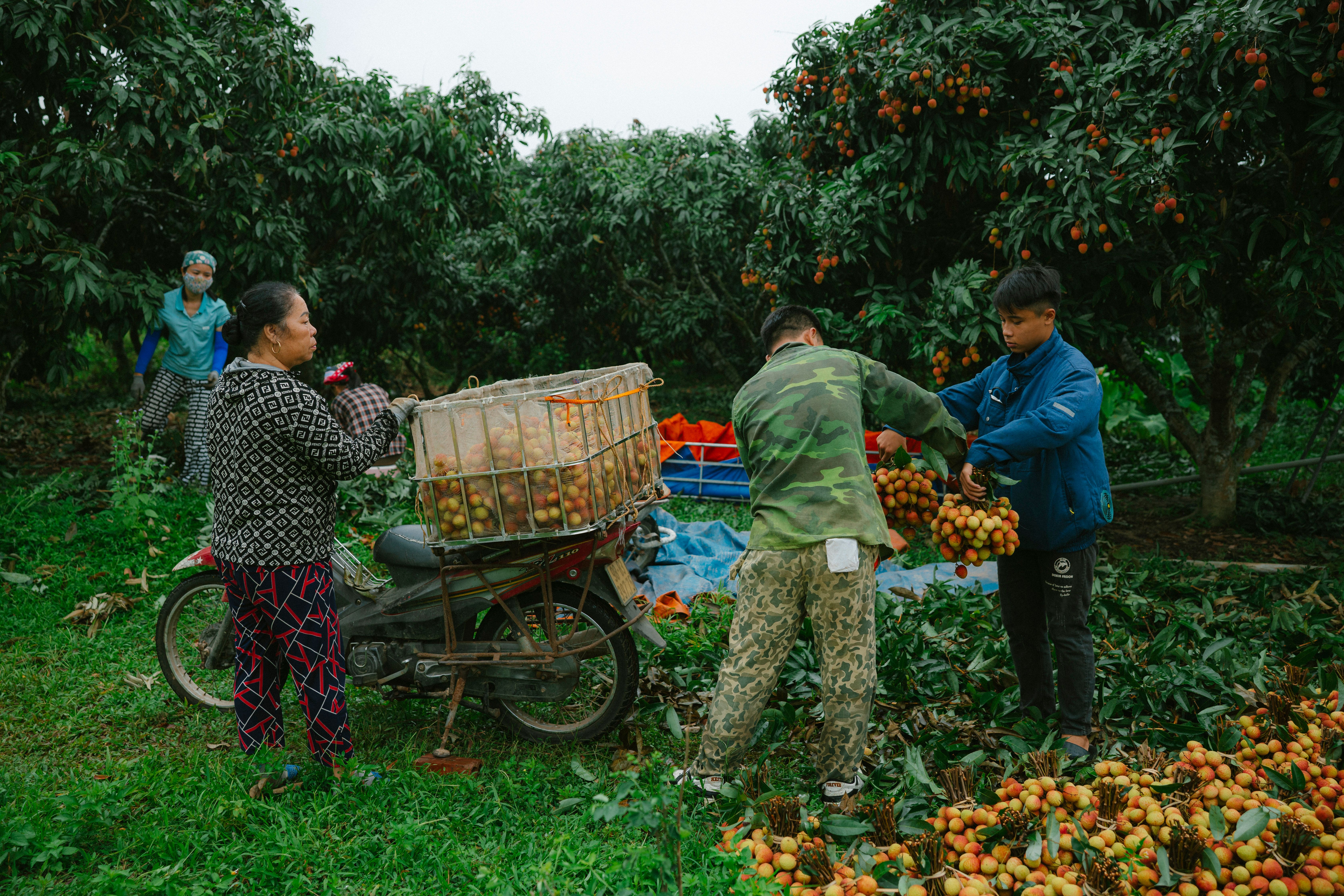 Fruit Farm Photos, Download The BEST Free Fruit Farm Stock Photos & HD ...