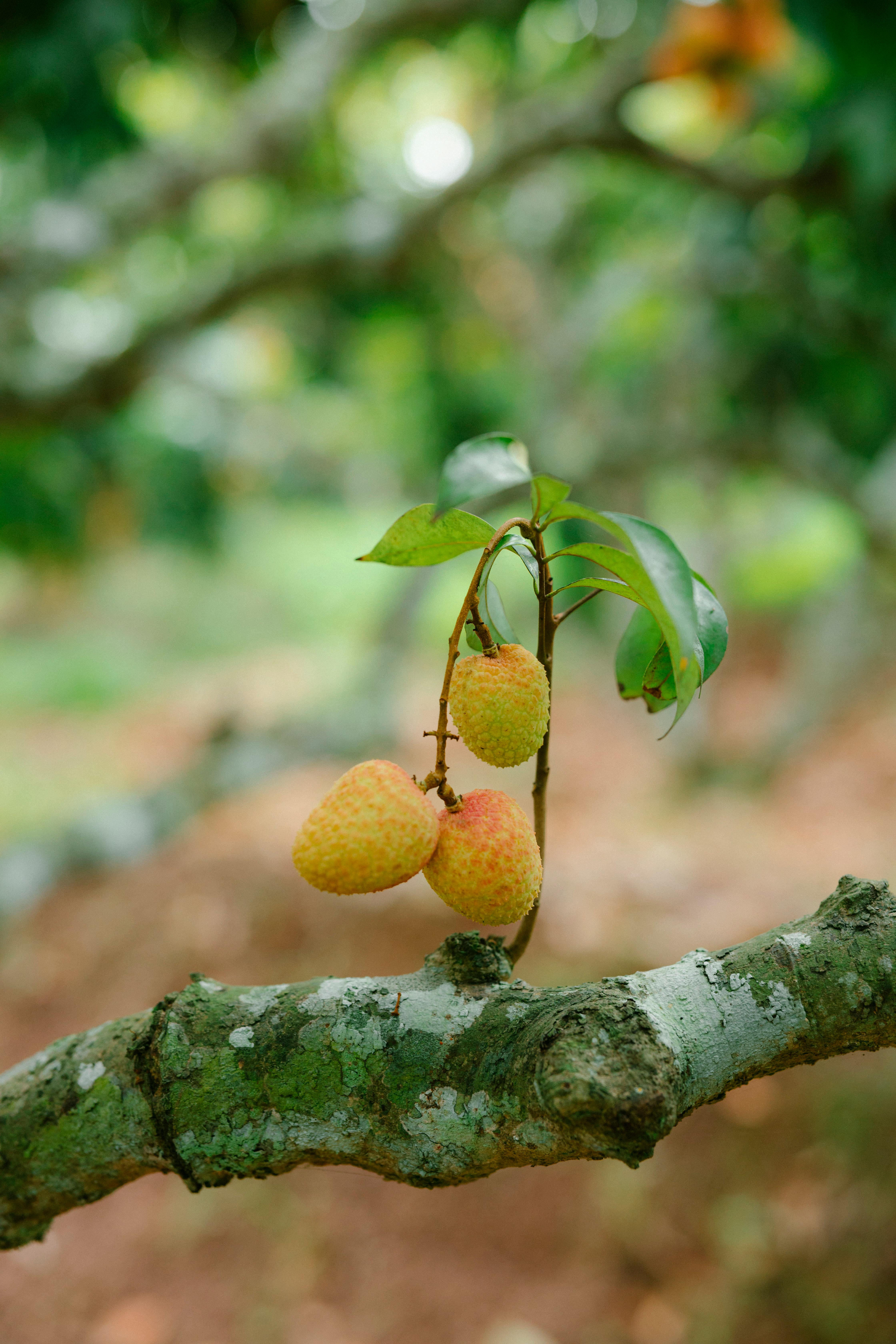 Close-up of Lychee Fruits on a Tree Branch · Free Stock Photo