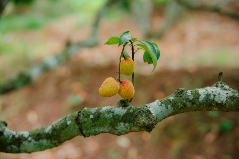 Lychee Photos, Download The BEST Free Lychee Stock Photos & HD Images