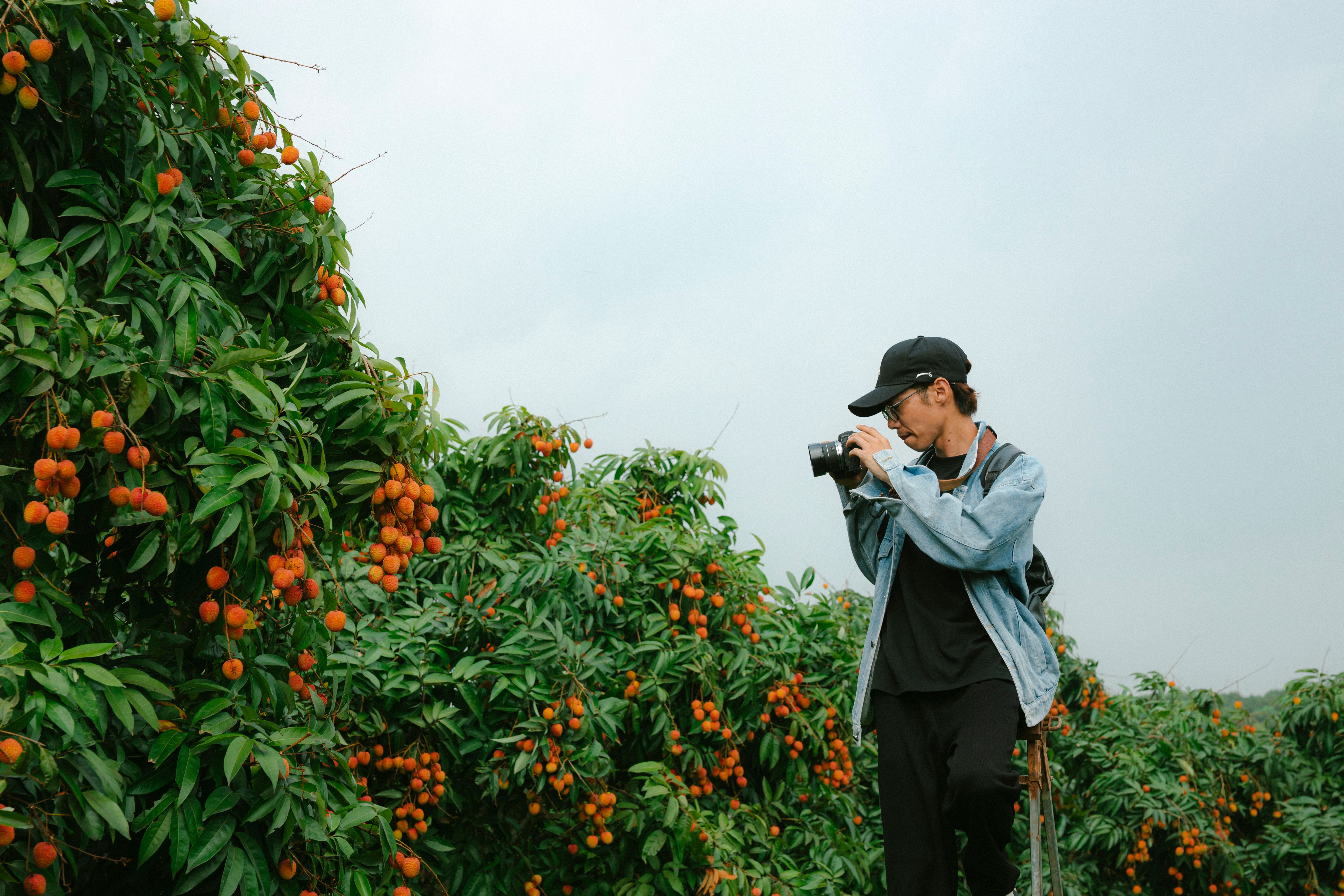 Photographer Capturing Lychee Orchard Scene Outdoors · Free Stock Photo
