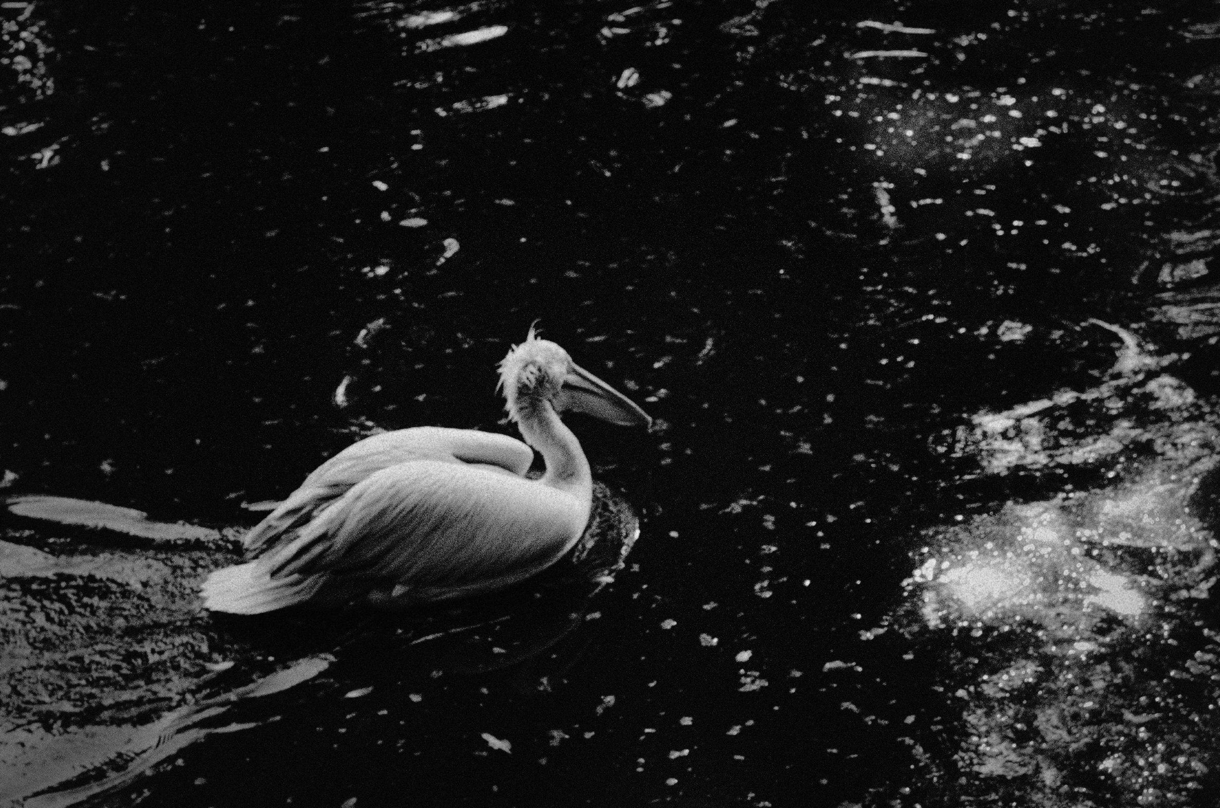 Gray Scale Photography of Bird · Free Stock Photo