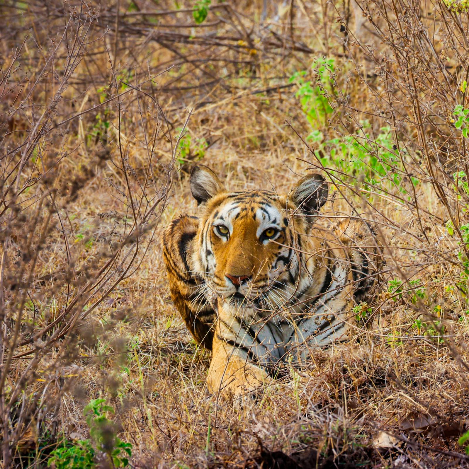 Sunda Tiger Photos, Download The BEST Free Sunda Tiger Stock Photos ...