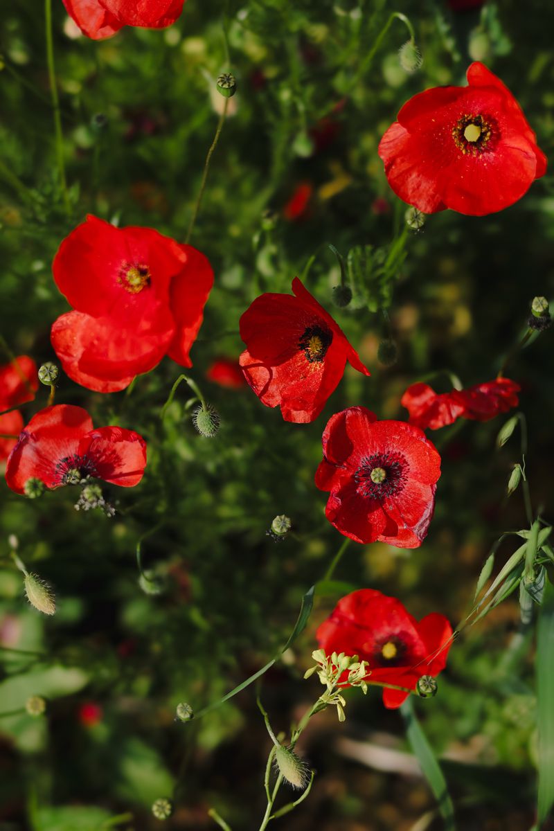 Red Poppies Photos, Download The BEST Free Red Poppies Stock Photos ...