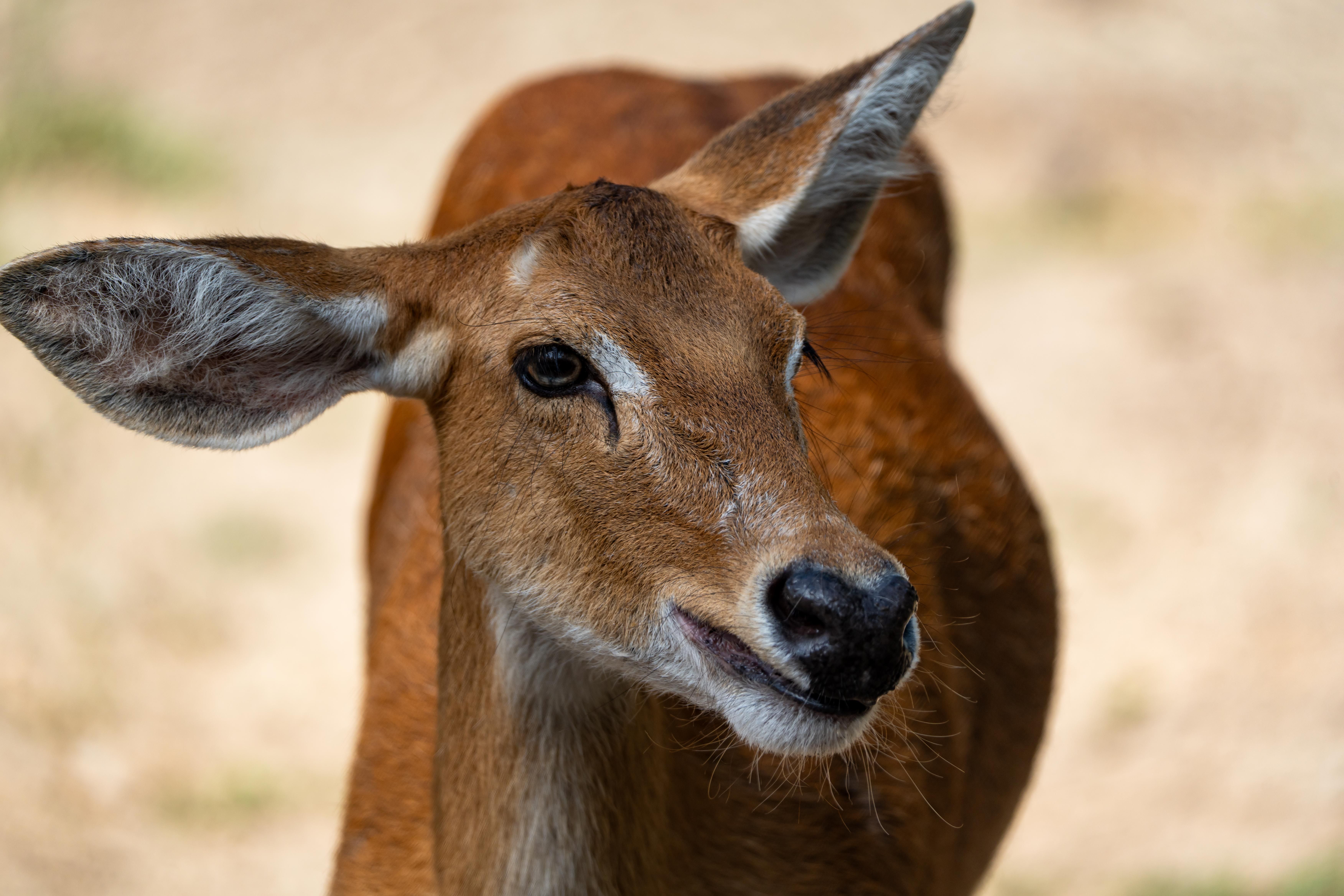 Close-Up of a Young Deer in Natural Habitat · Free Stock Photo