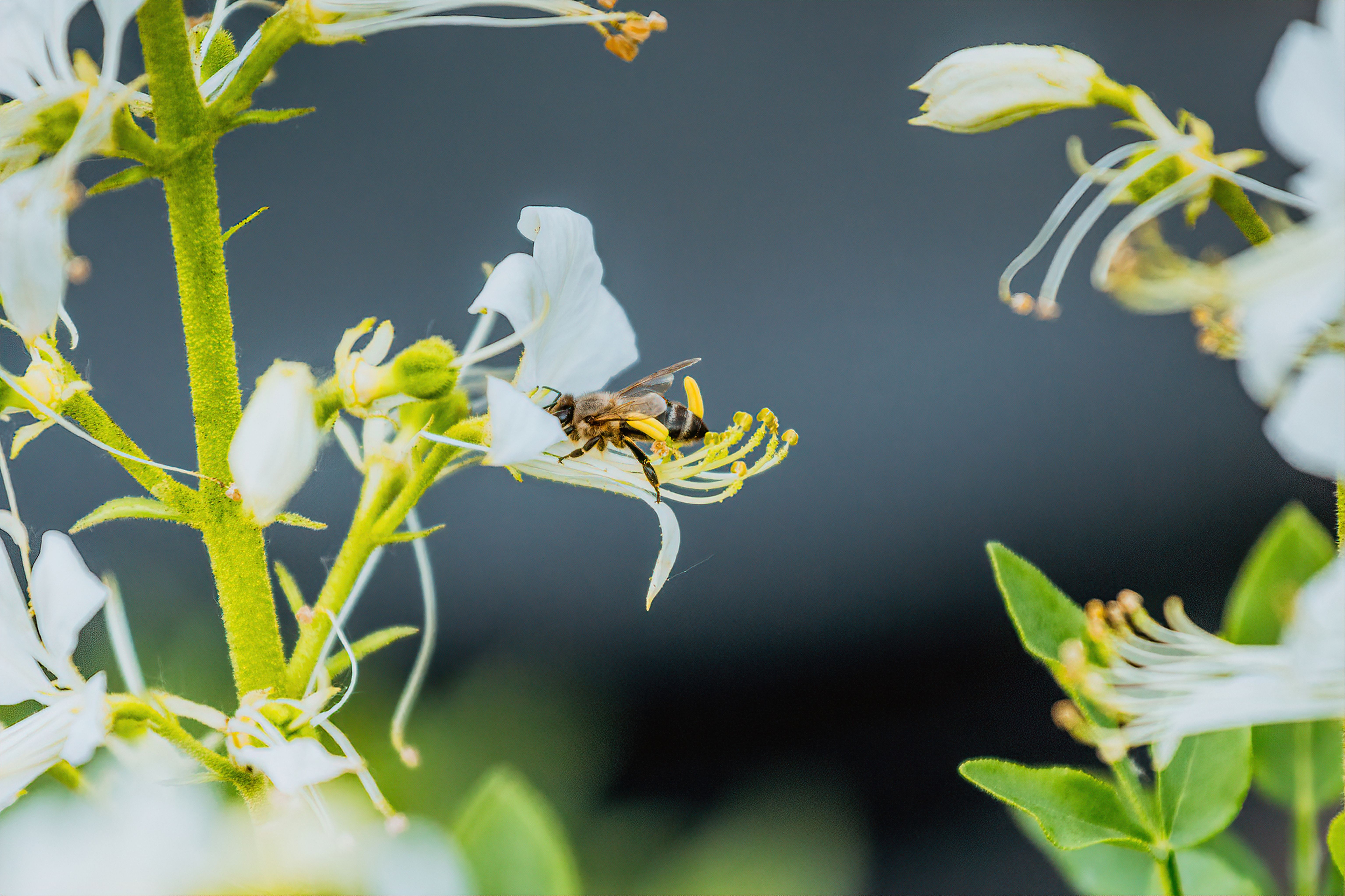 Botany Photos, Download The BEST Free Botany Stock Photos & HD Images