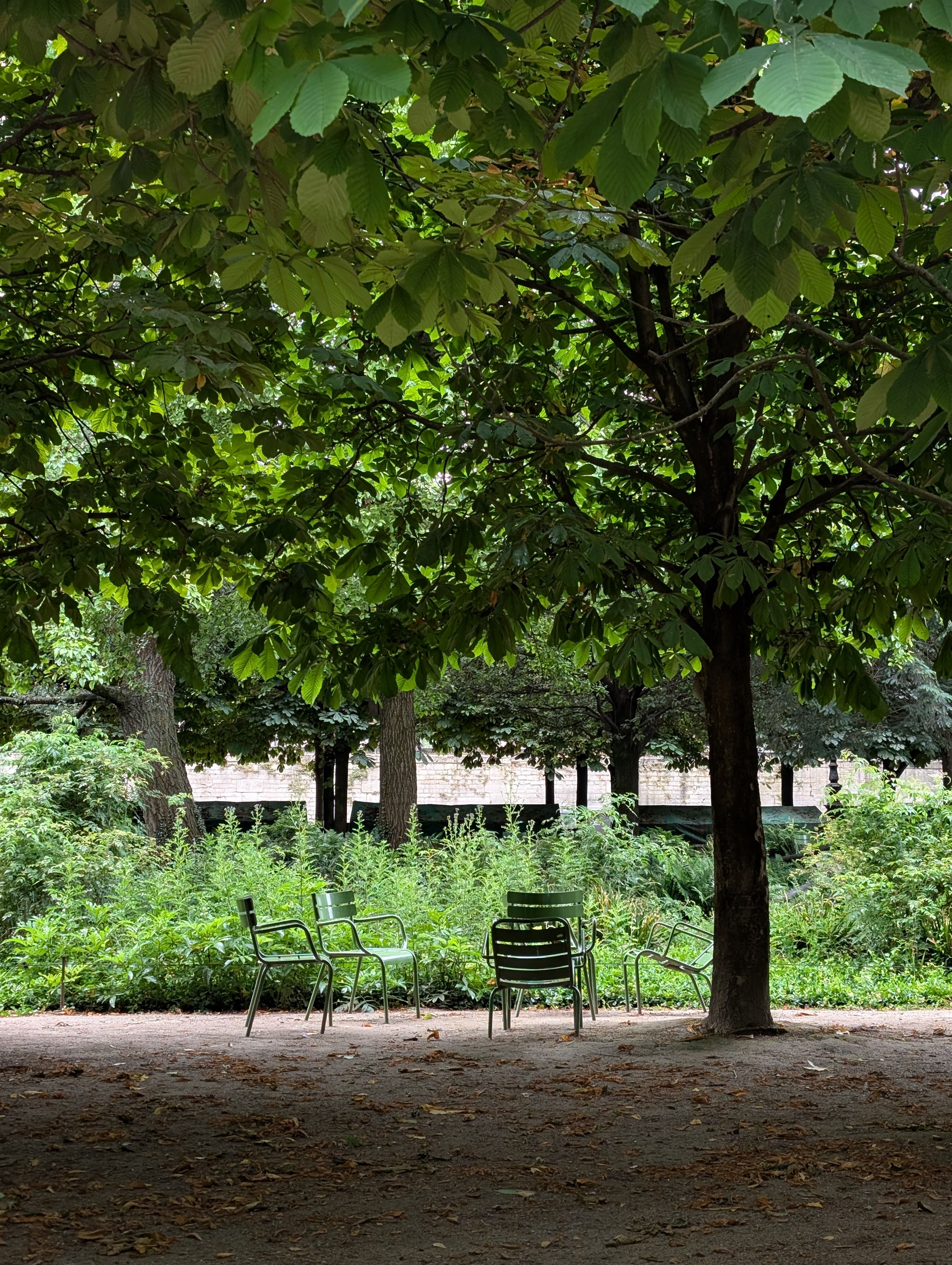 Serene Greenery in Jardin des Tuileries, Paris · Free Stock Photo