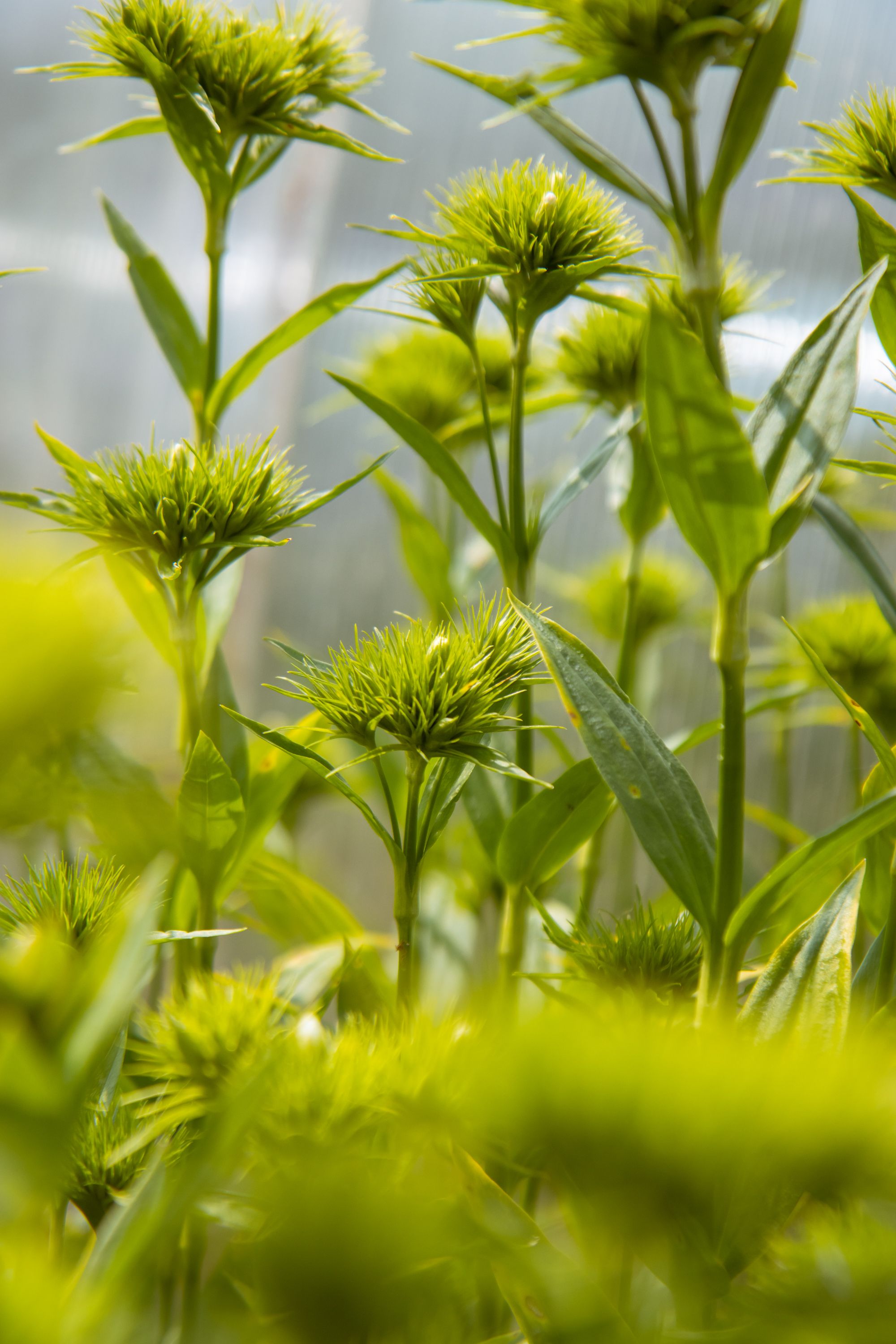 Green Wicky Photos, Download The BEST Free Green Wicky Stock Photos ...