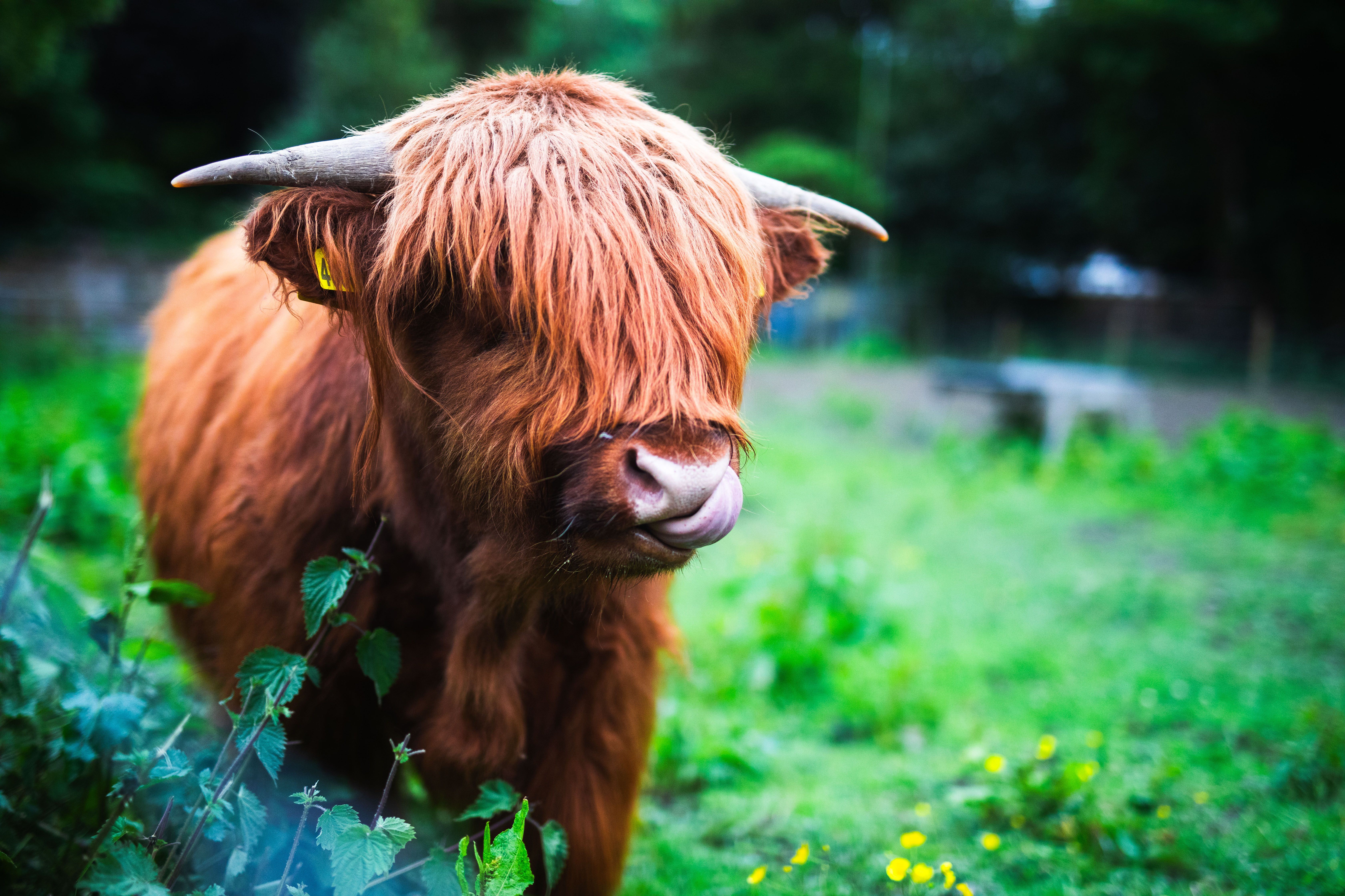 Furry Cattle Photos, Download The BEST Free Furry Cattle Stock Photos ...