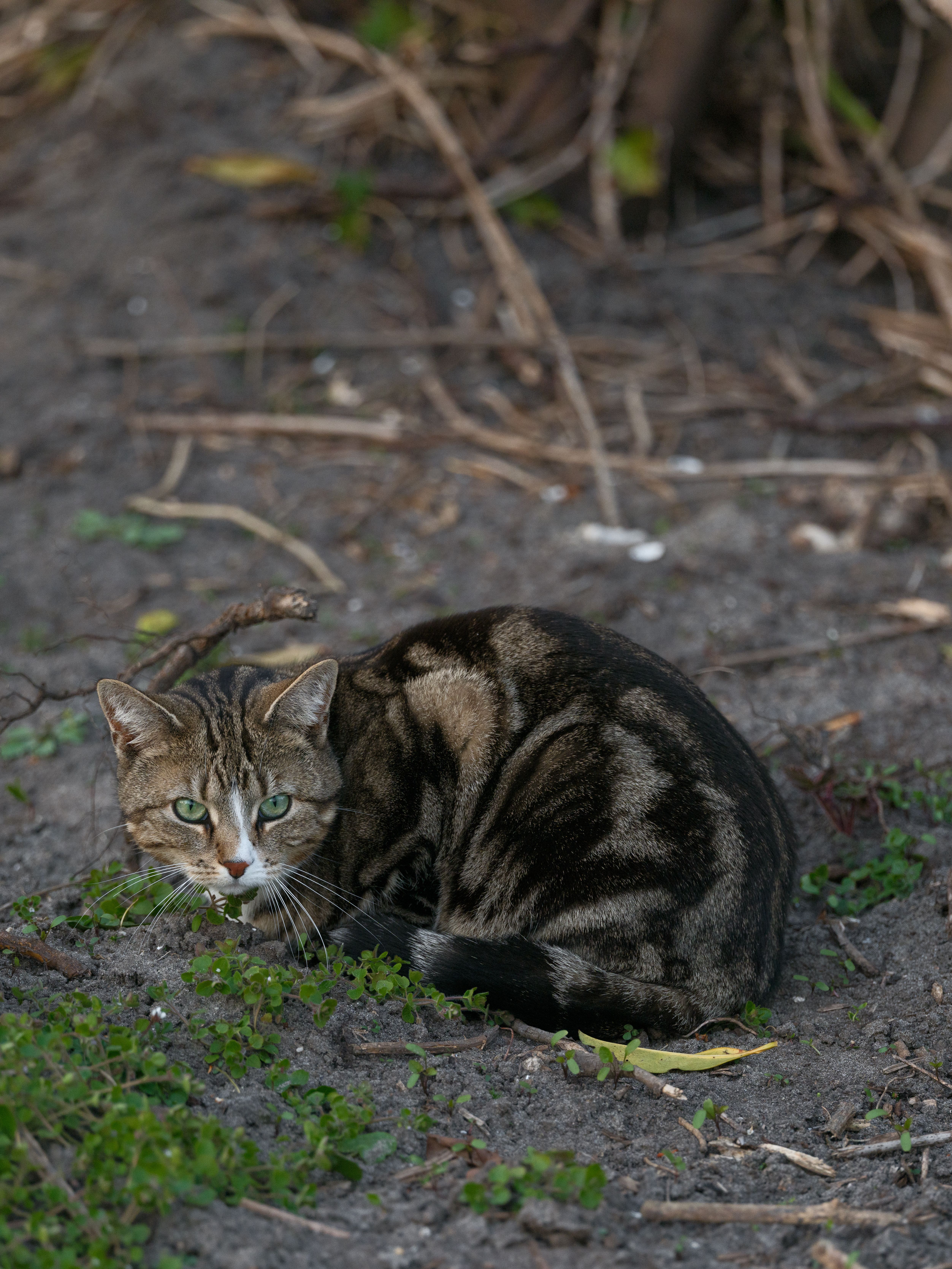 Cats Weed Photos, Download The BEST Free Cats Weed Stock Photos & HD Images