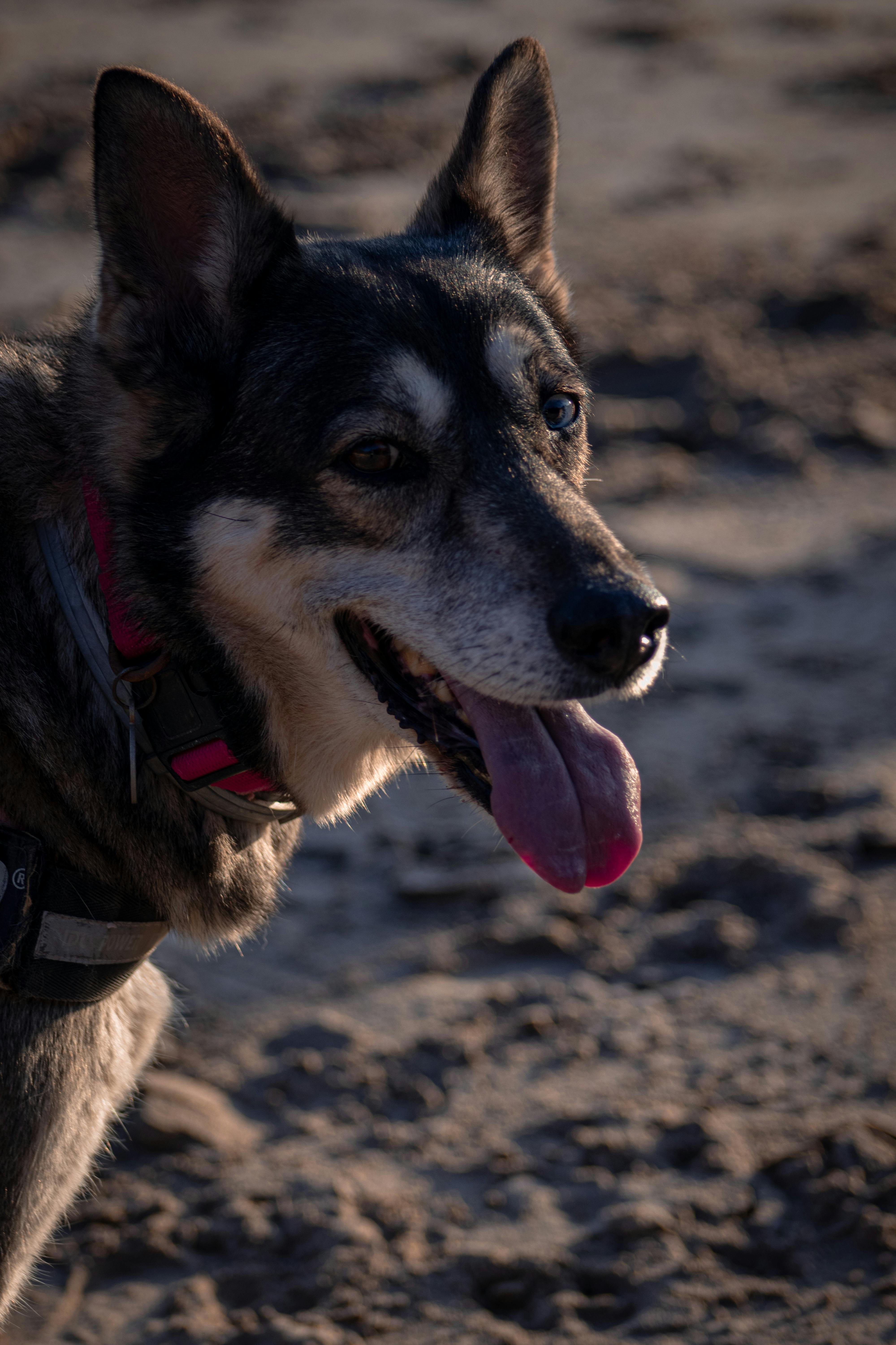 Anime Banner Photos, Download The BEST Free Anime Banner Stock Photos ...