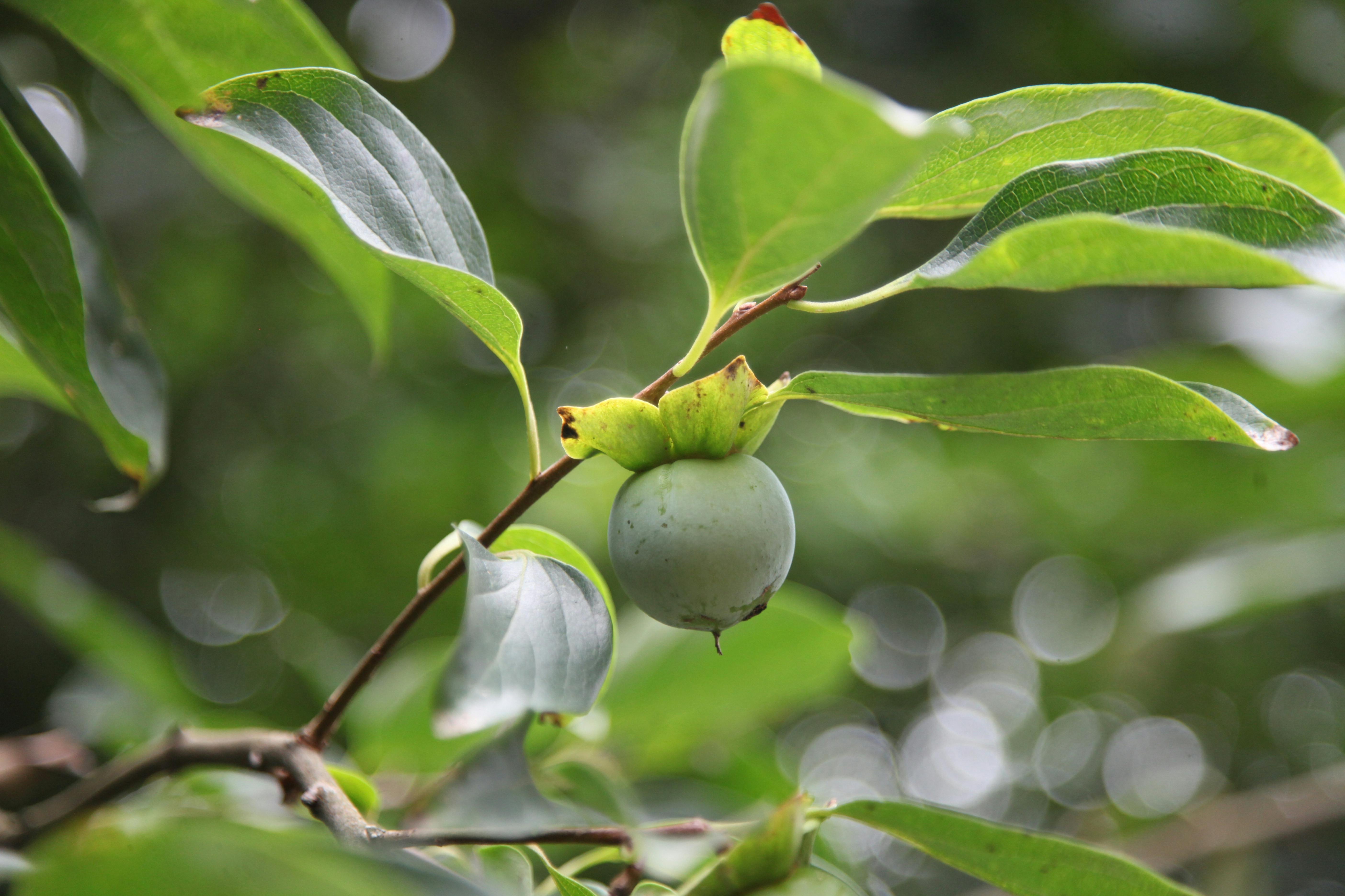 Capal Photo Photos, Download The BEST Free Capal Photo Stock Photos ...